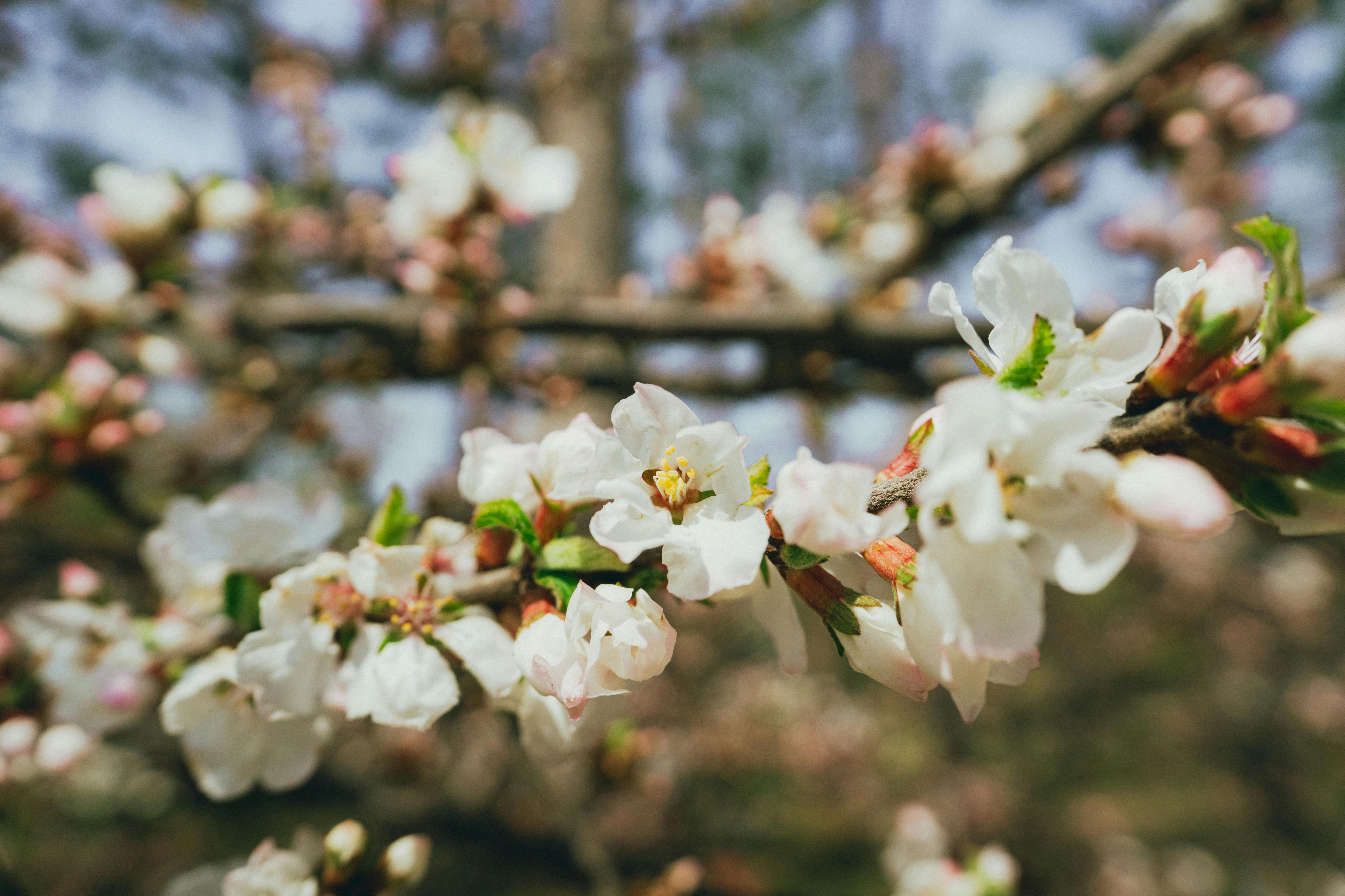 16k Wallpaper Japan Photos, Download The BEST Free 16k Wallpaper Japan ...