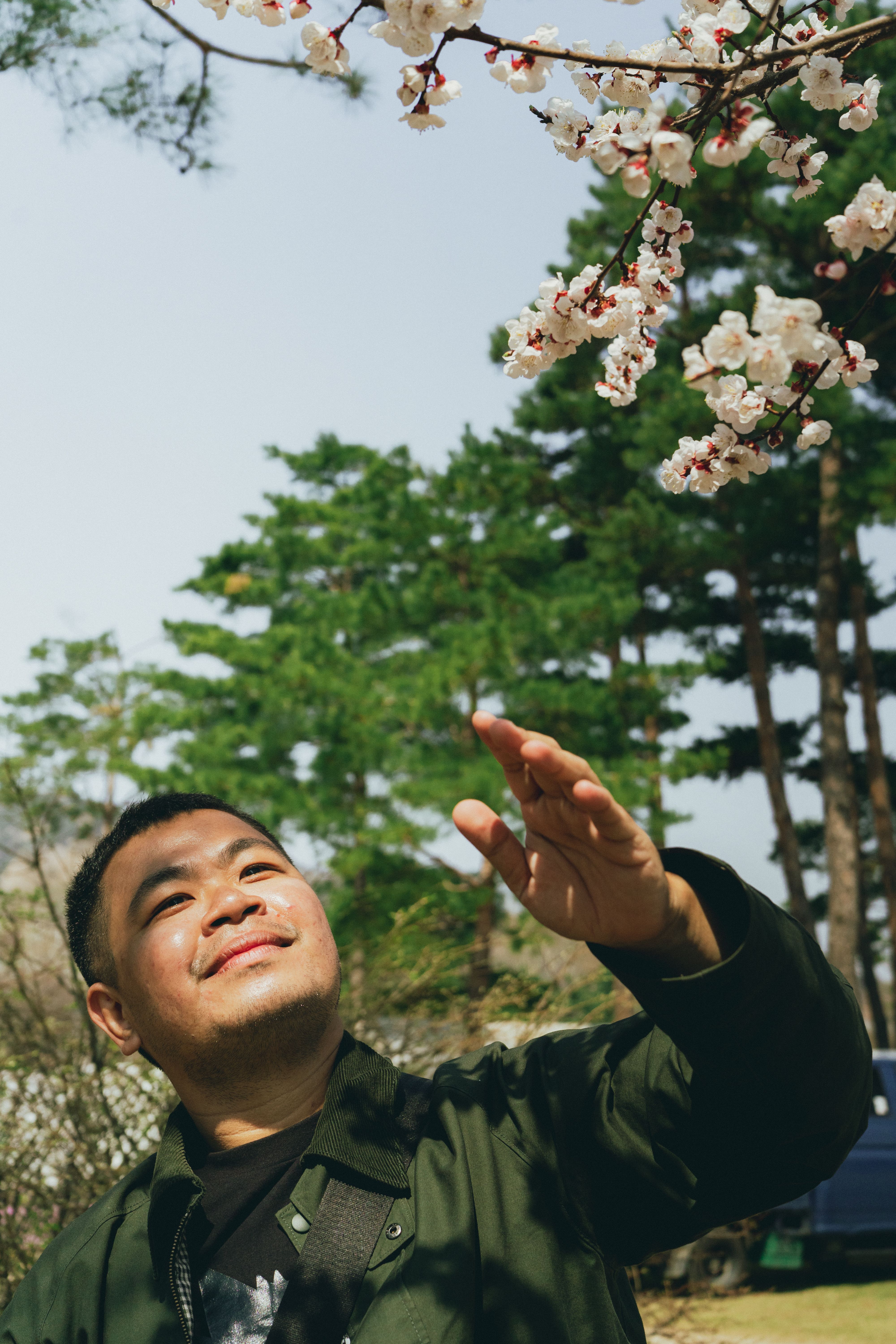 Man Enjoying Cherry Blossoms in Springtime Seoul · Free Stock Photo