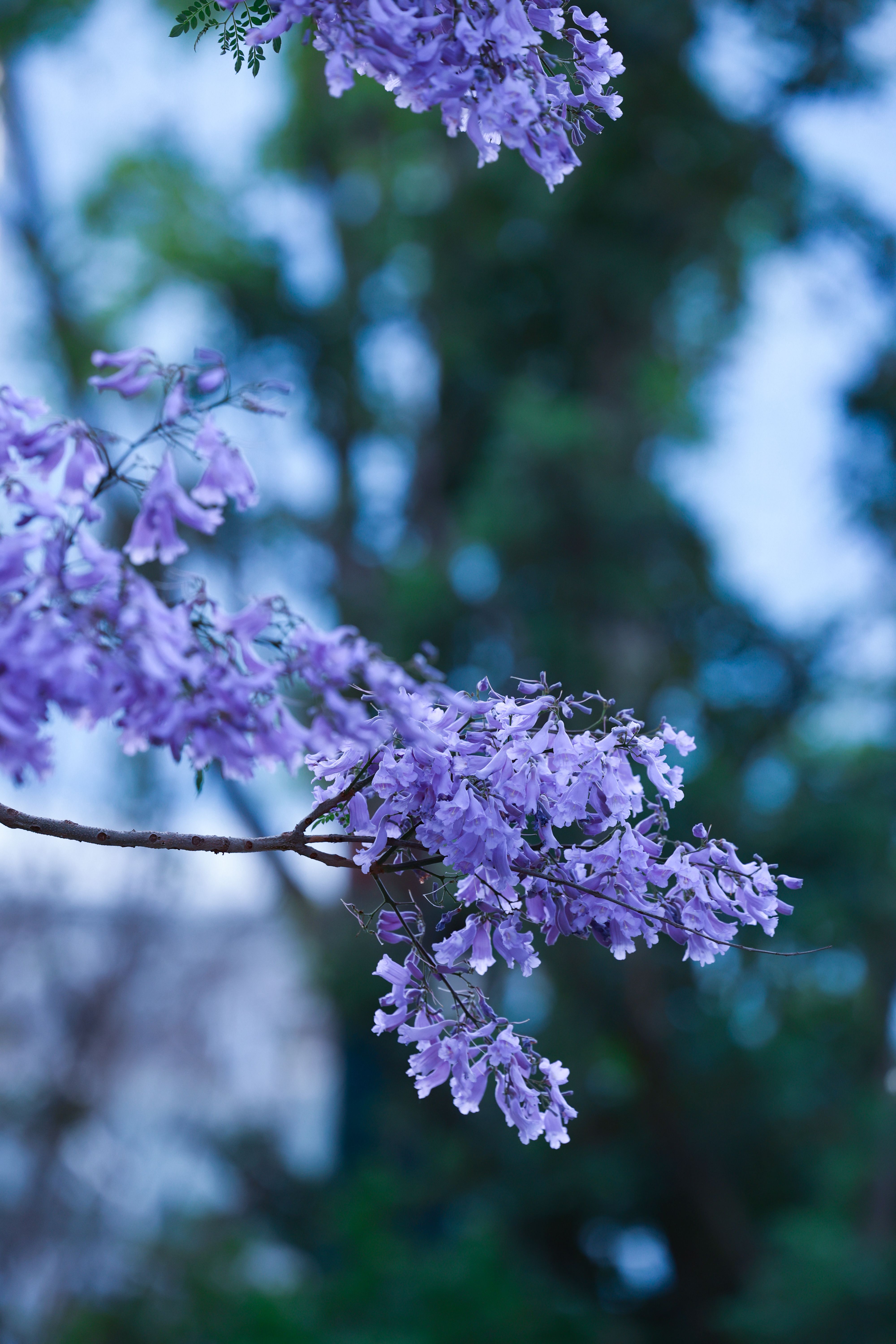 Blooming Jacaranda Tree with Vibrant Purple Flowers · Free Stock Photo