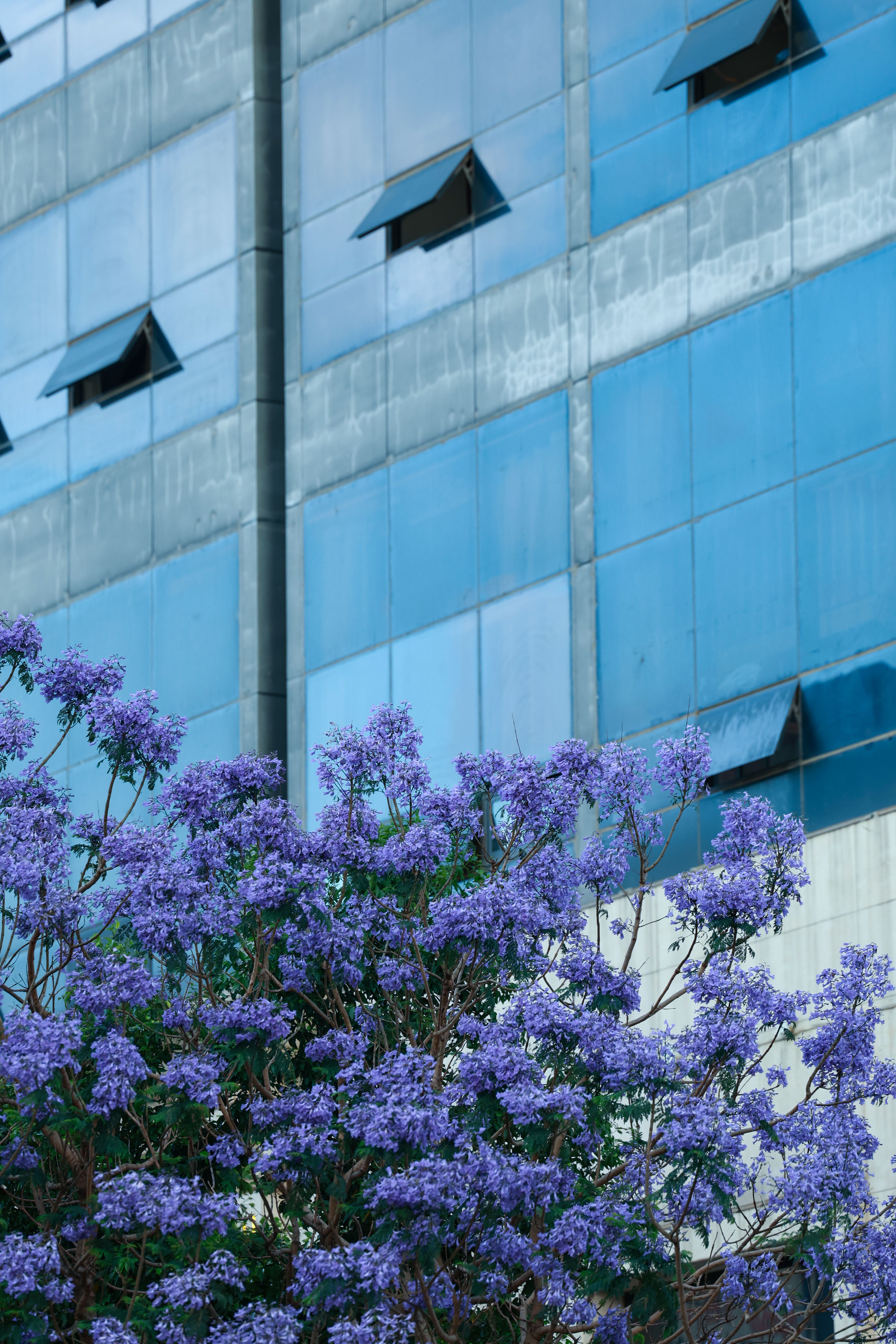 Vibrant Jacaranda Tree Against Urban Glass Building · Free Stock Photo
