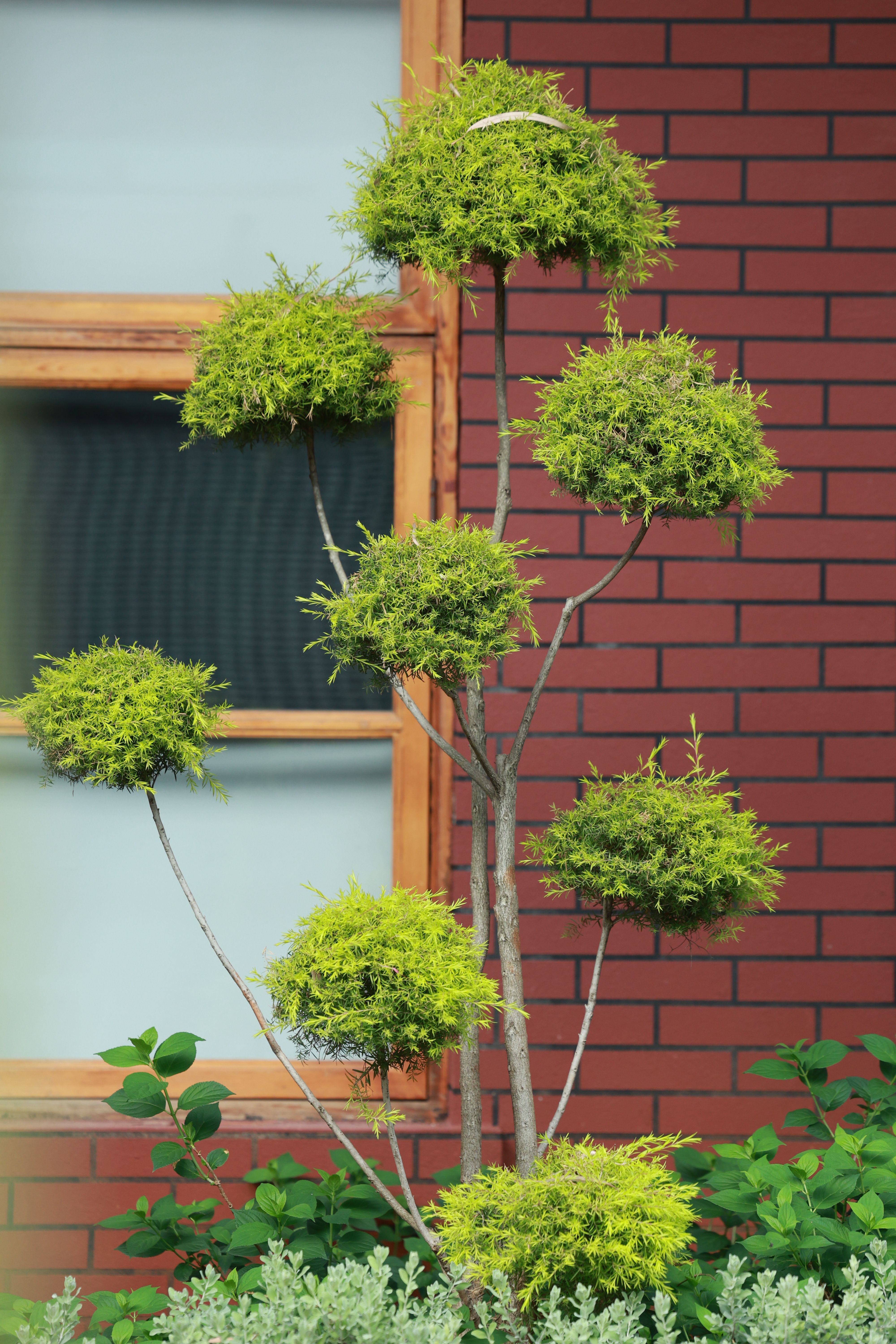 Shrubs Photos, Download The BEST Free Shrubs Stock Photos & HD Images