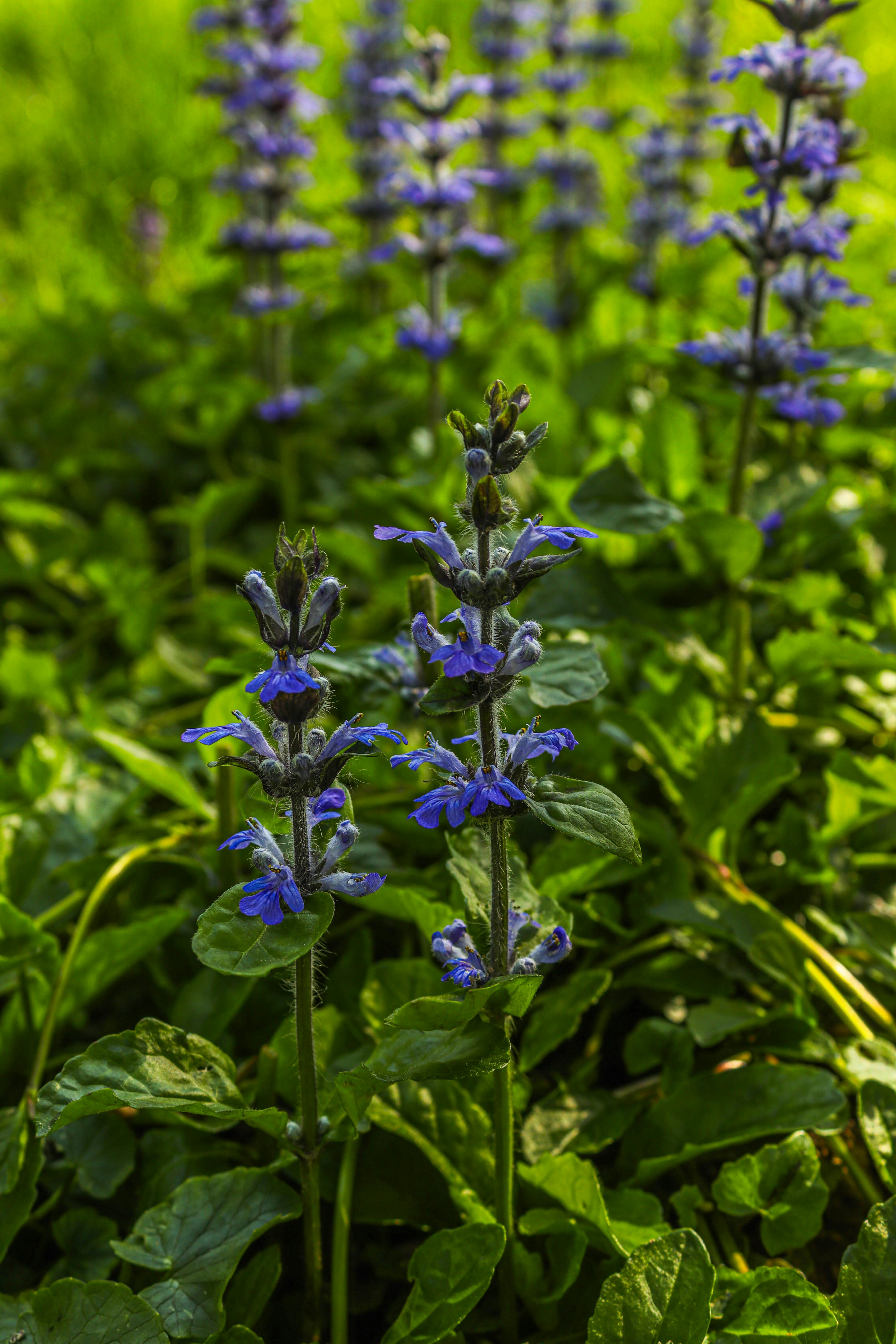 Blue Bugle Flowers in Lush Greenery · Free Stock Photo