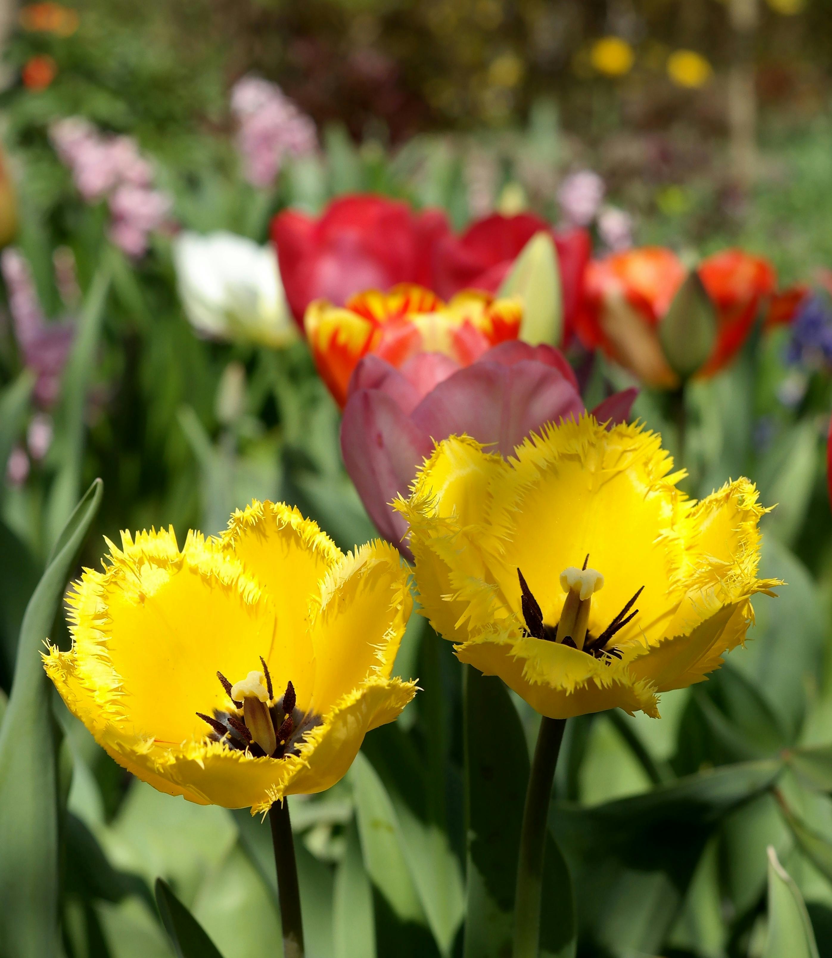 Spring Season Photos, Download The BEST Free Spring Season Stock Photos ...