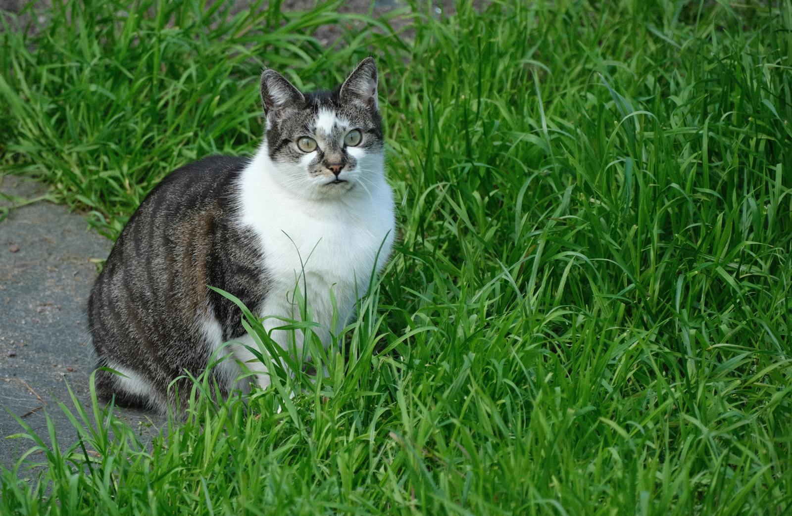 Goofy Cat Photos, Download The BEST Free Goofy Cat Stock Photos & HD Images