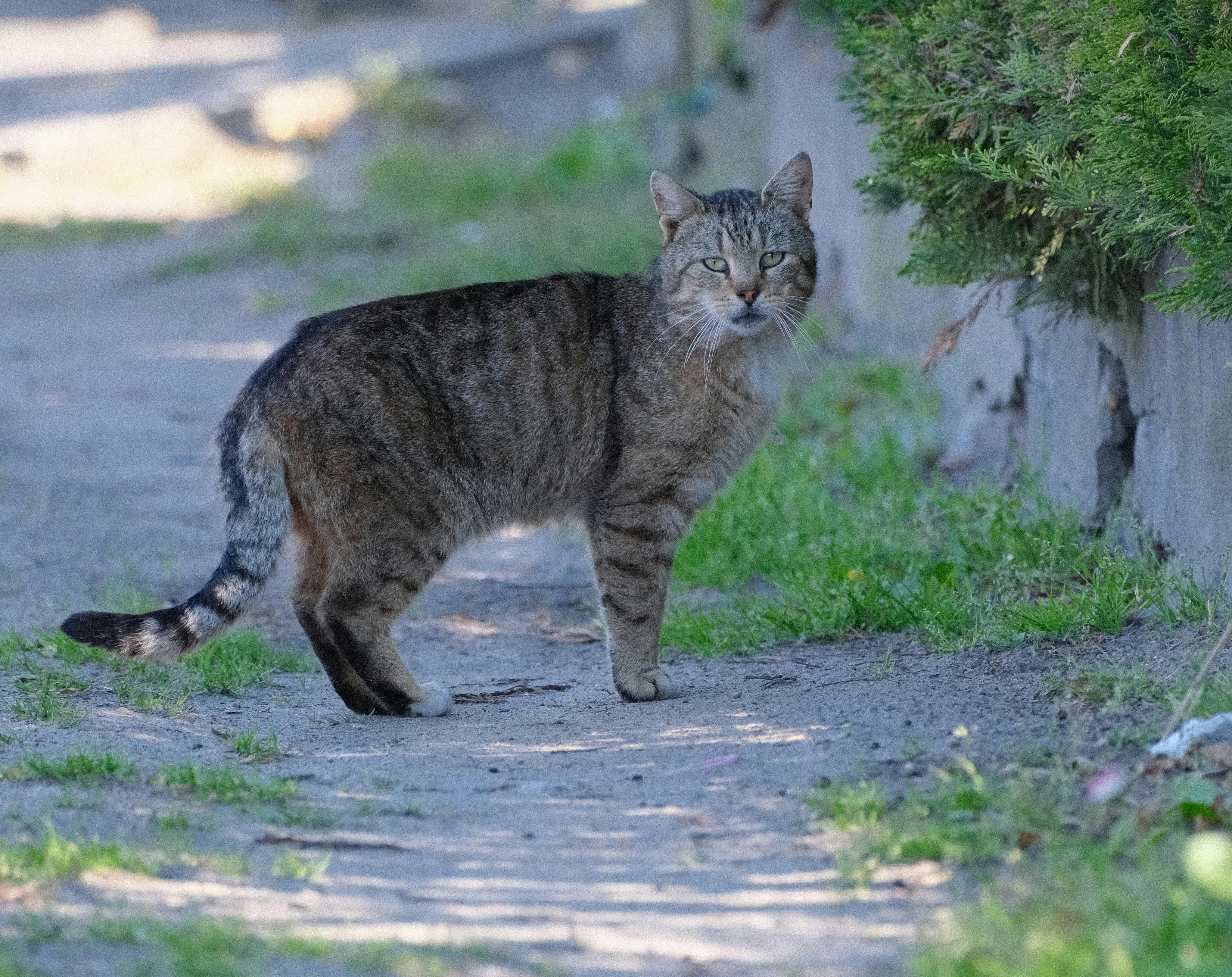 Outdoor Portrait of a Tabby Cat on a Pathway · Free Stock Photo