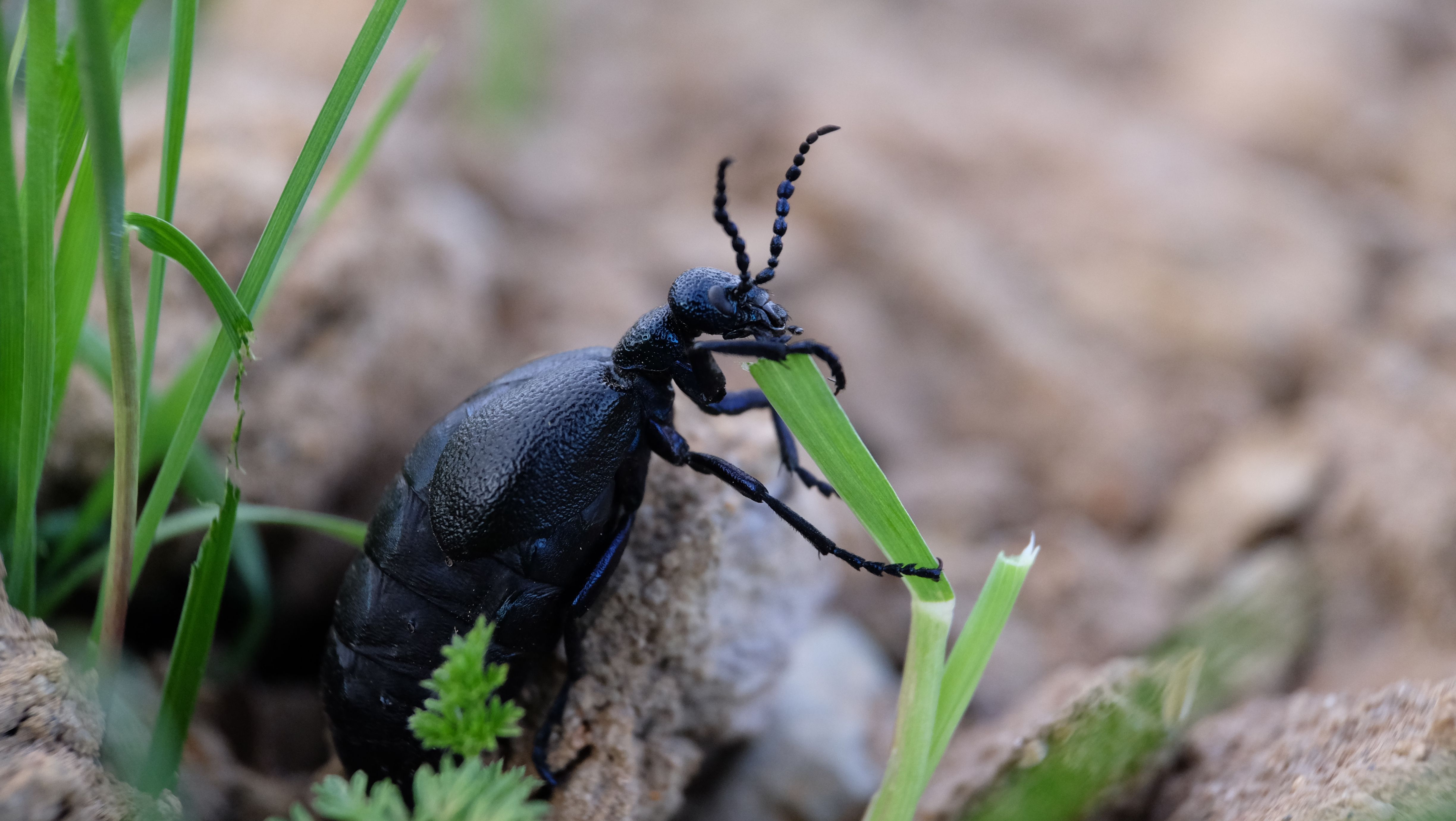 Close-up of Darkling Beetle in Natural Habitat · Free Stock Photo
