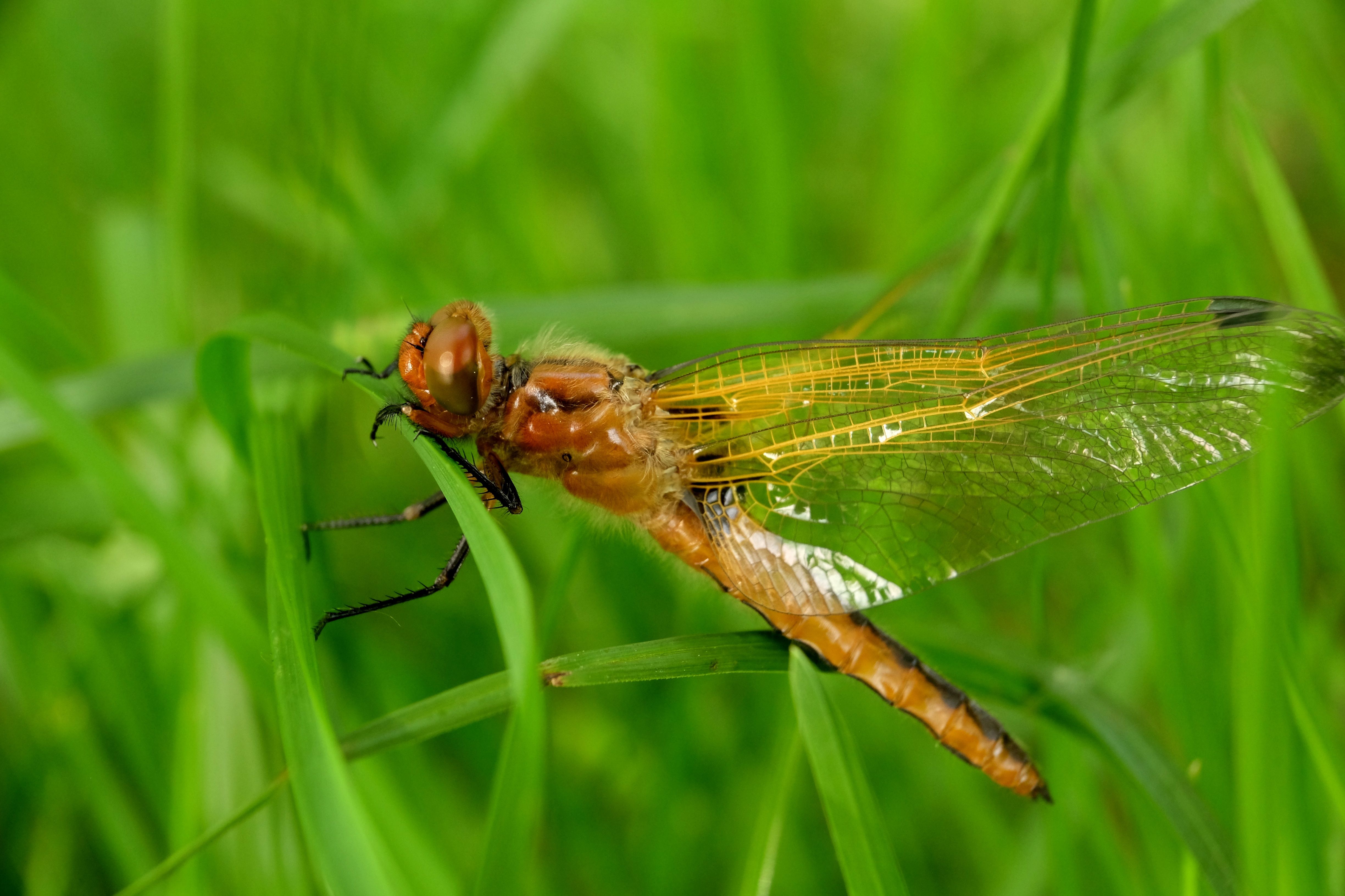 Insect View Photos, Download The BEST Free Insect View Stock Photos ...