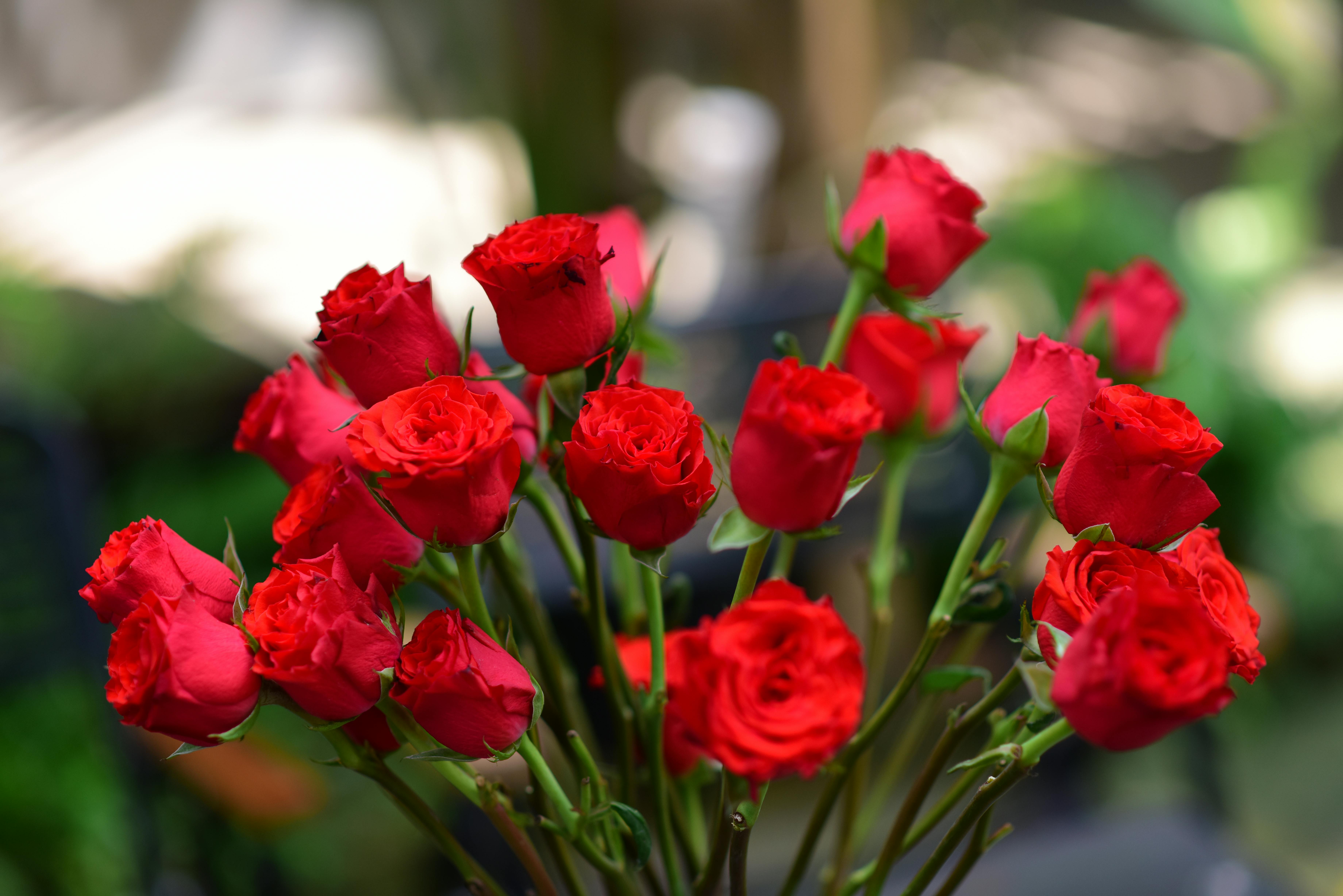 Vibrant Red Roses in Bloom Outdoors · Free Stock Photo