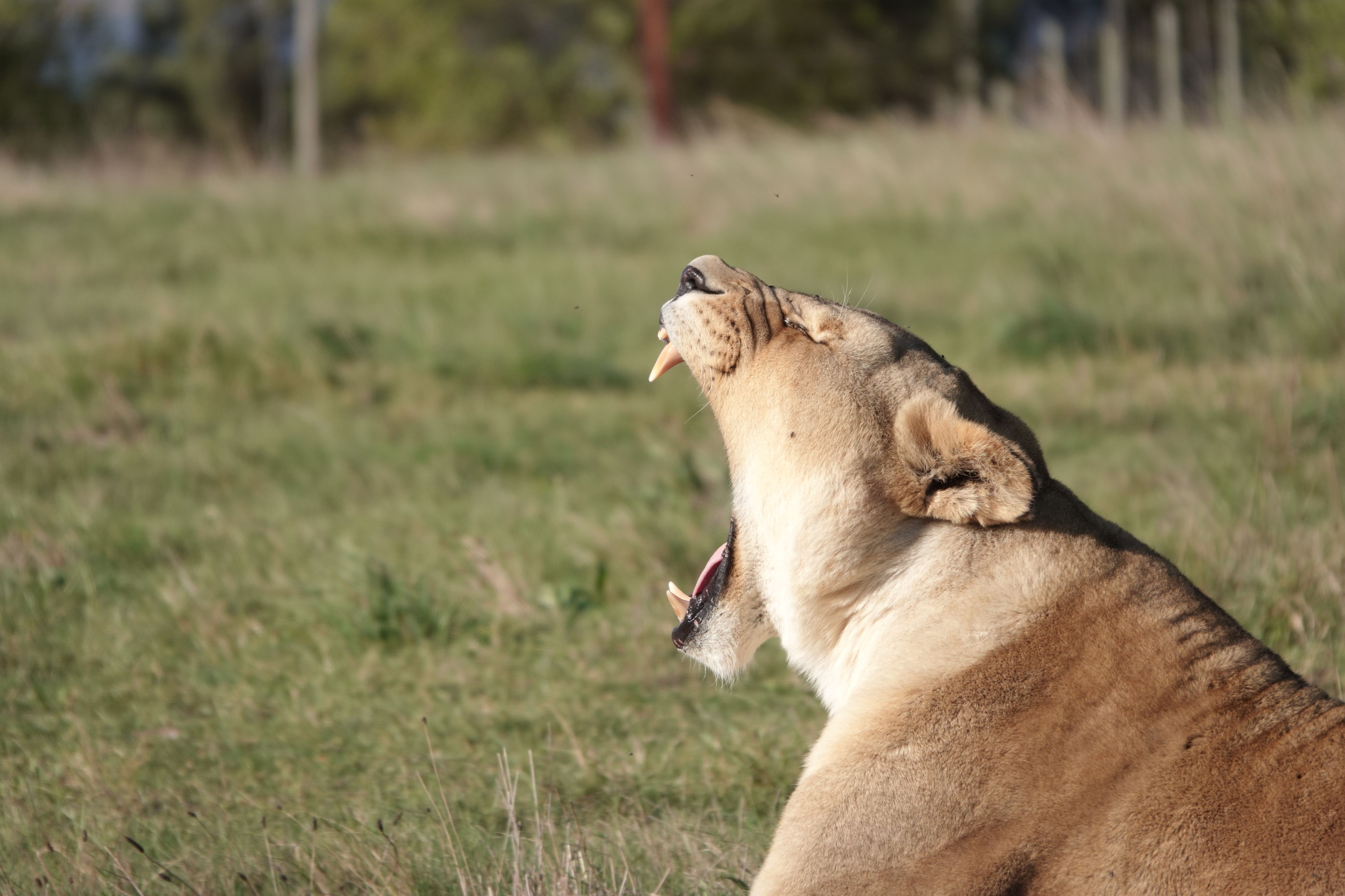 Lioness Photos, Download The BEST Free Lioness Stock Photos & HD Images