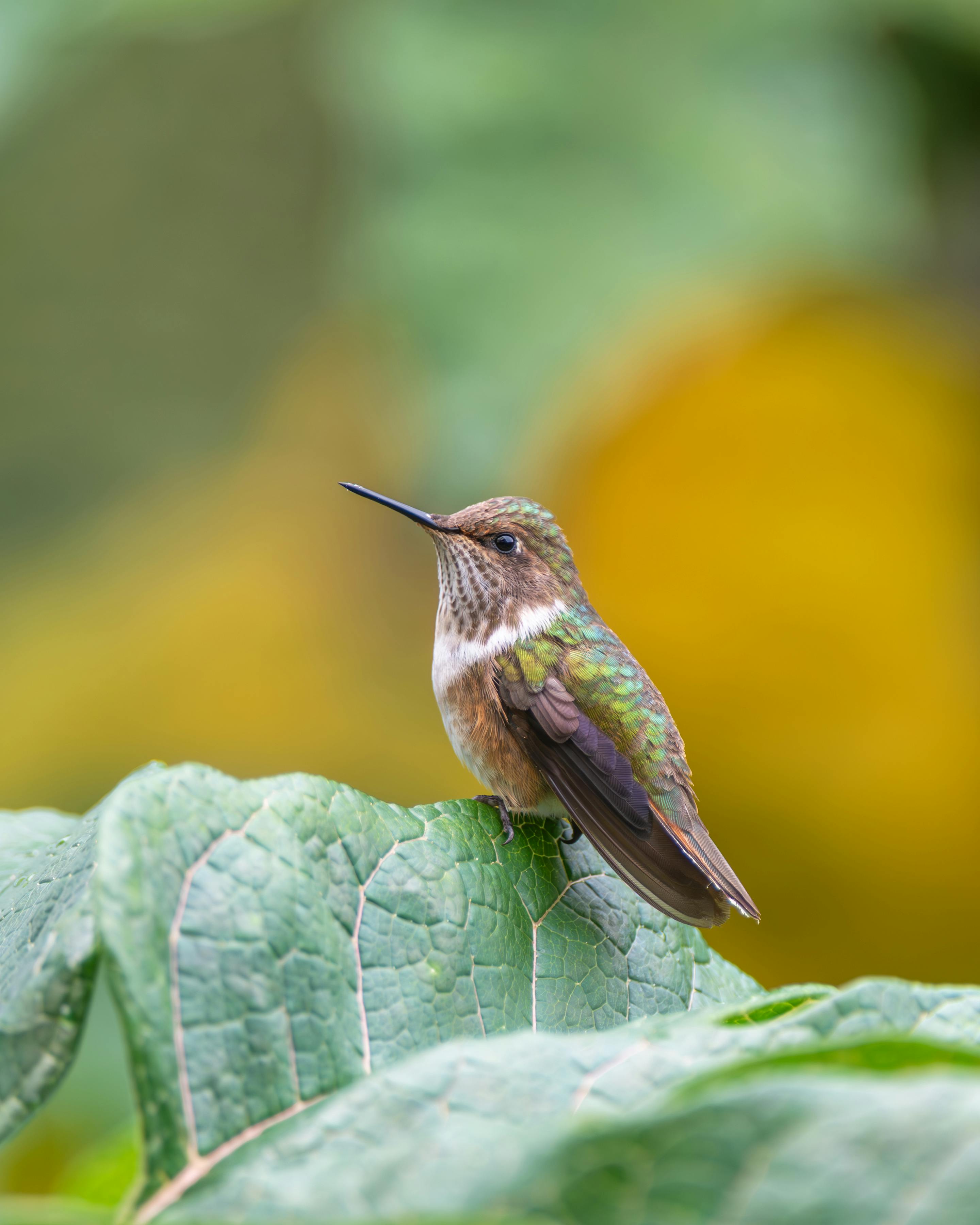 Colibrí · Foto de stock gratuita