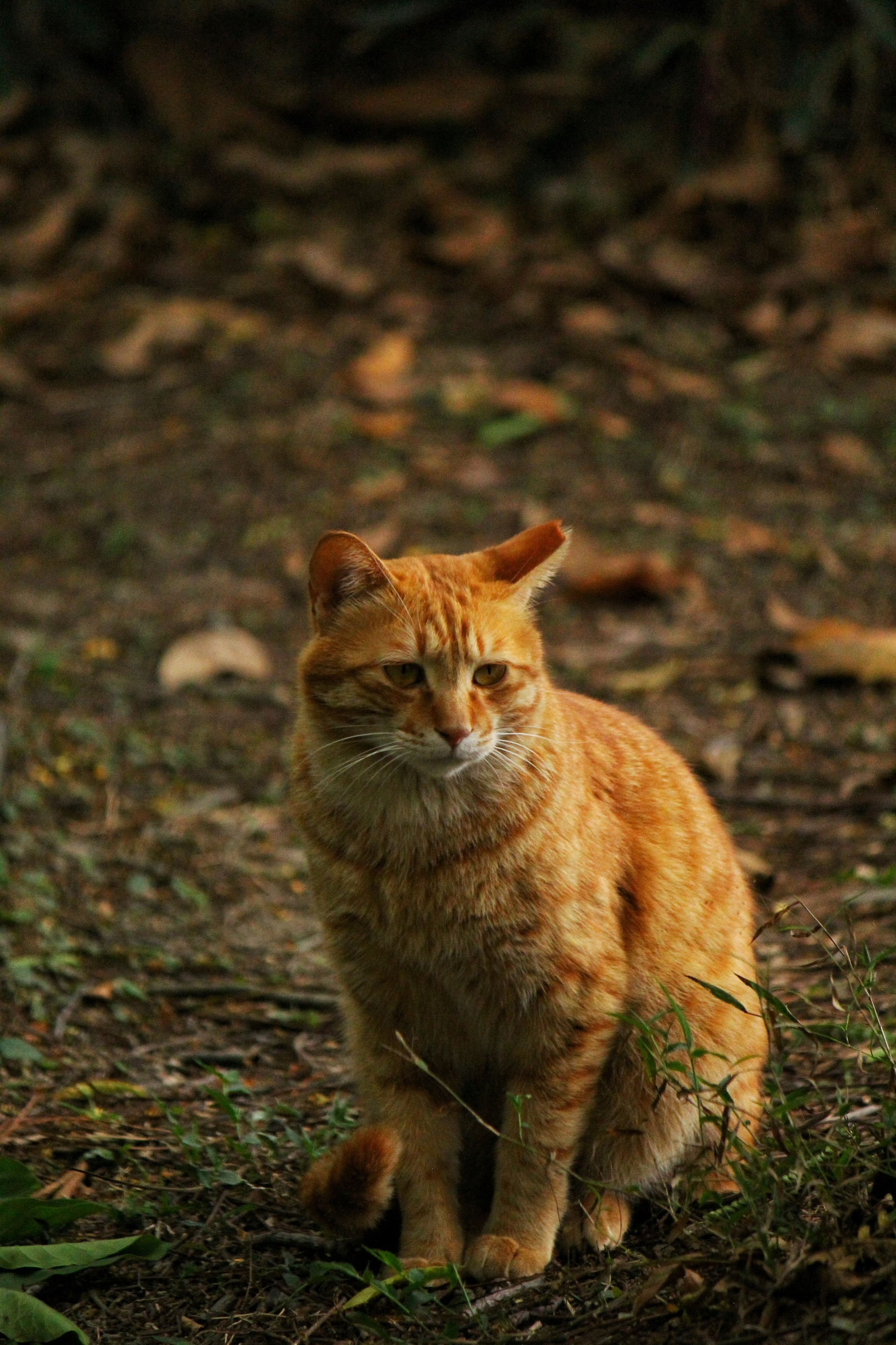 Portrait of a Ginger Cat in Natural Setting · Free Stock Photo