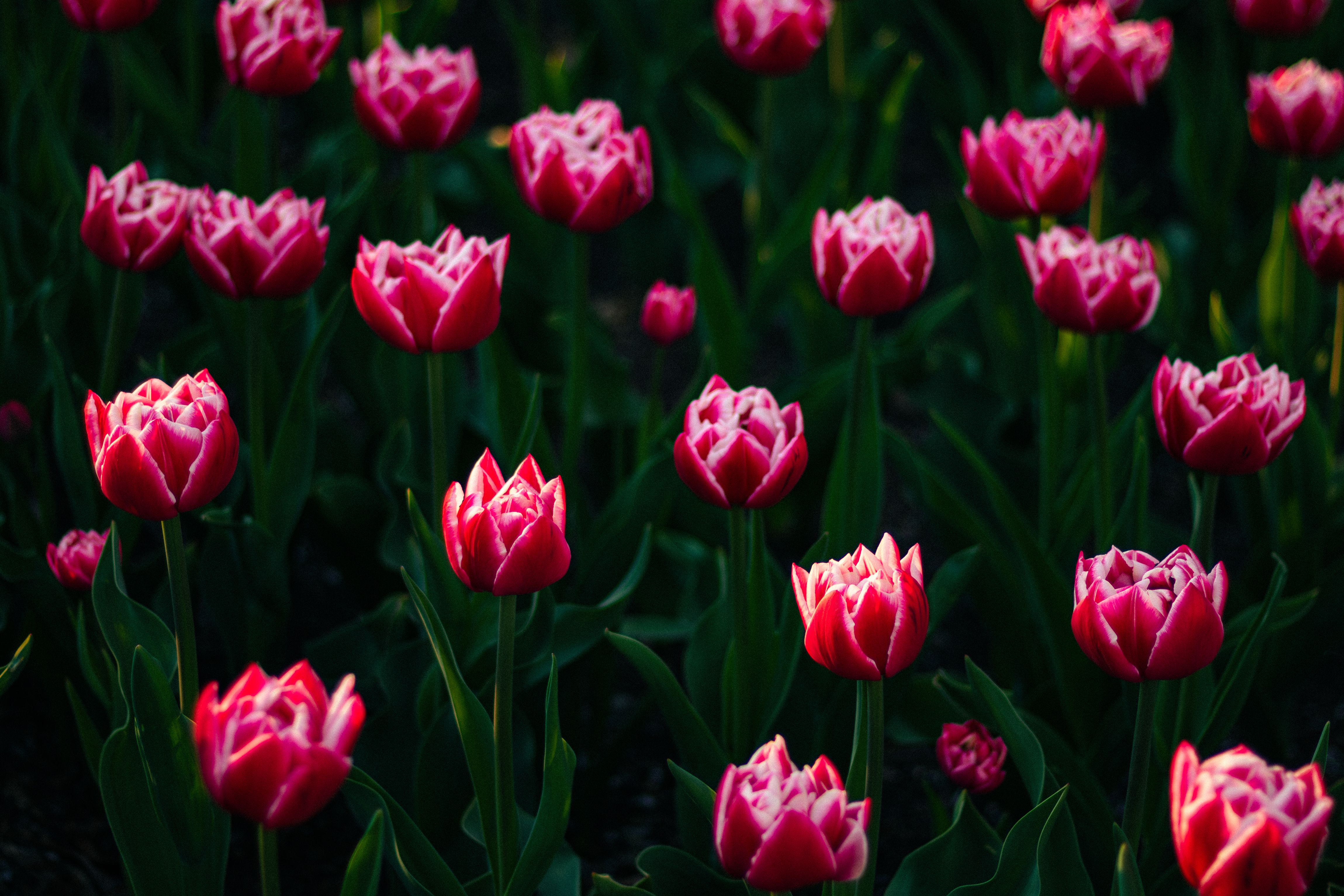 Vibrant Pink Tulips Blooming in Spring Garden · Free Stock Photo