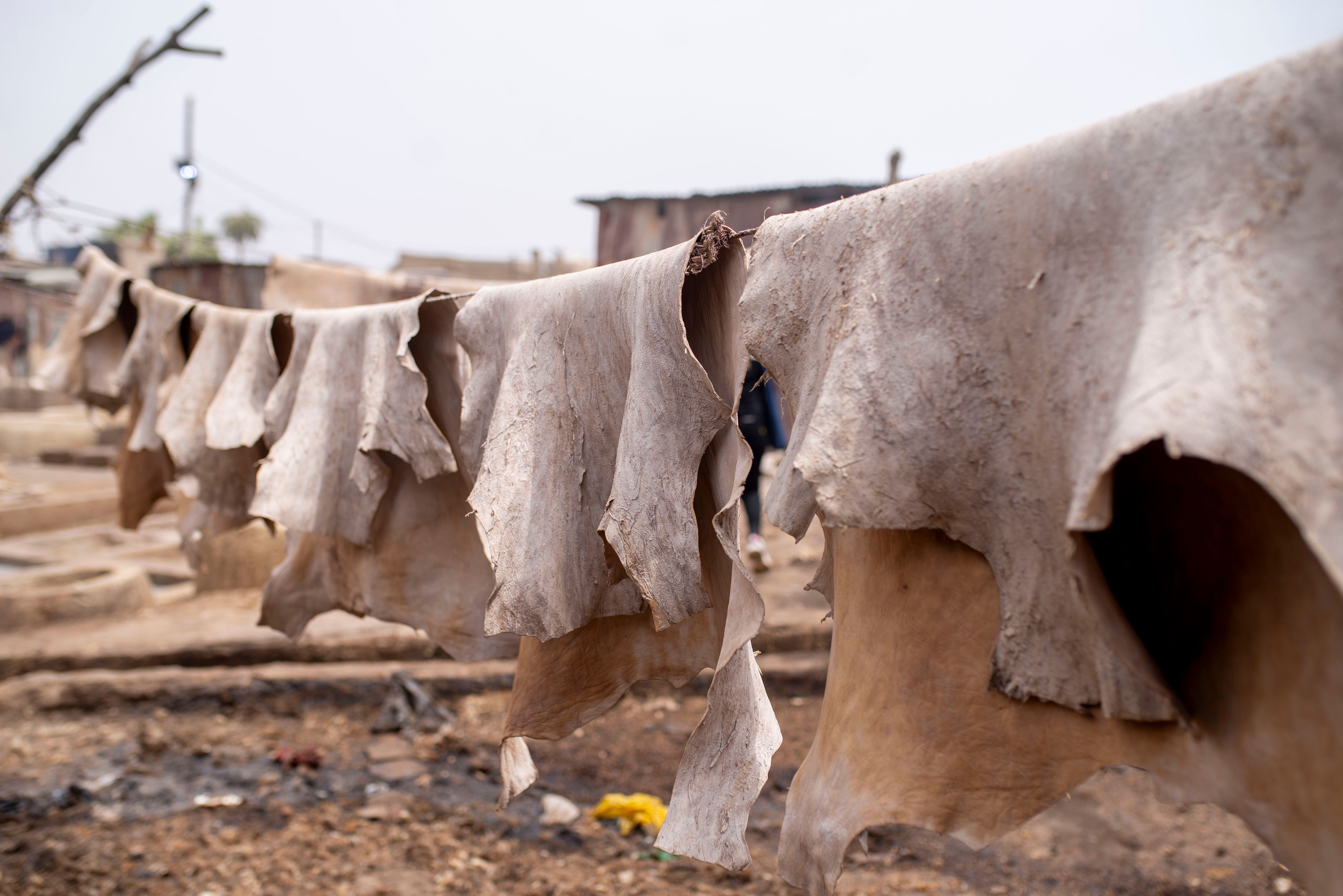 Dried Animal Hides in Outdoor Tannery · Free Stock Photo