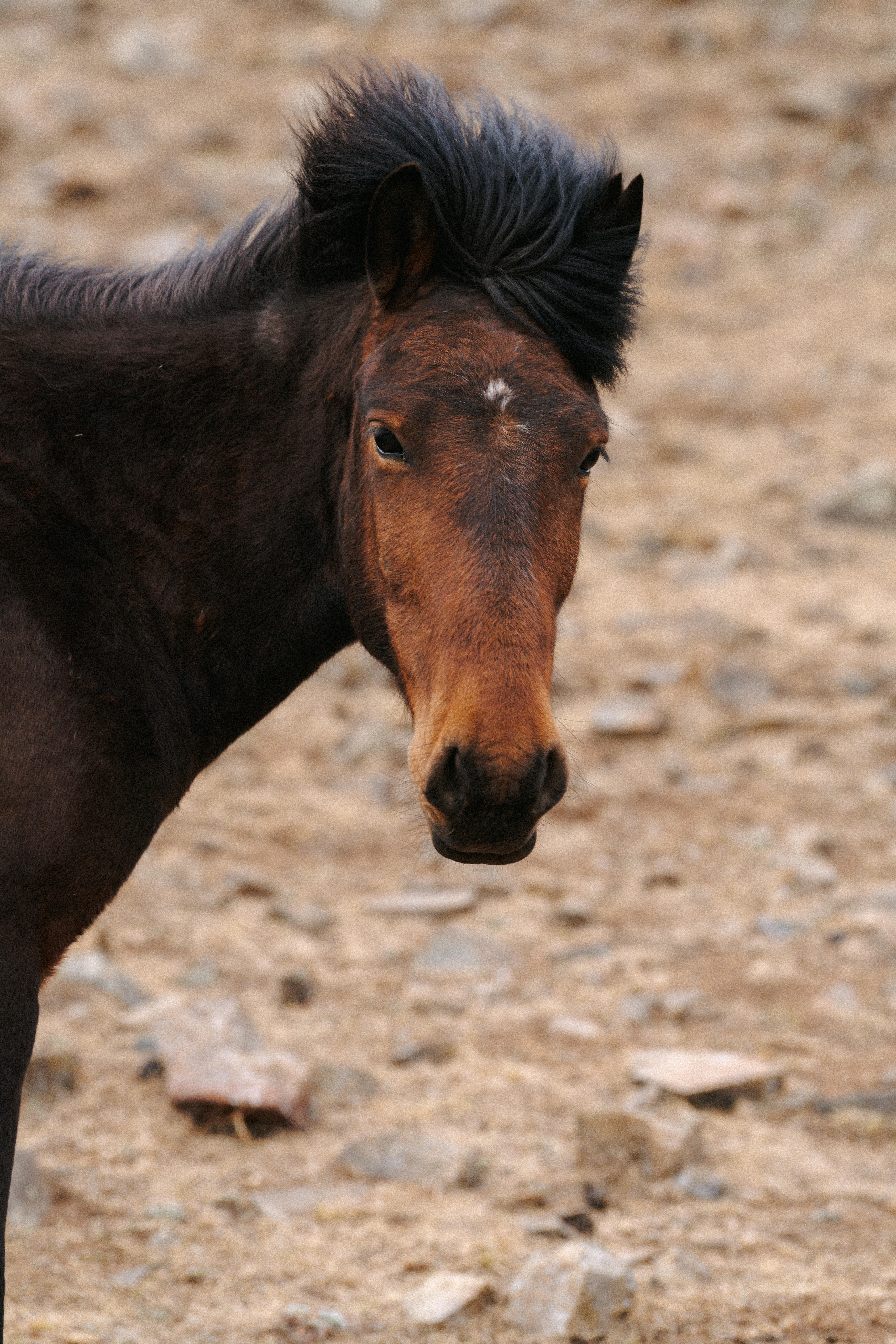 Portrait of a Mongolian Horse in Ulaanbaatar · Free Stock Photo