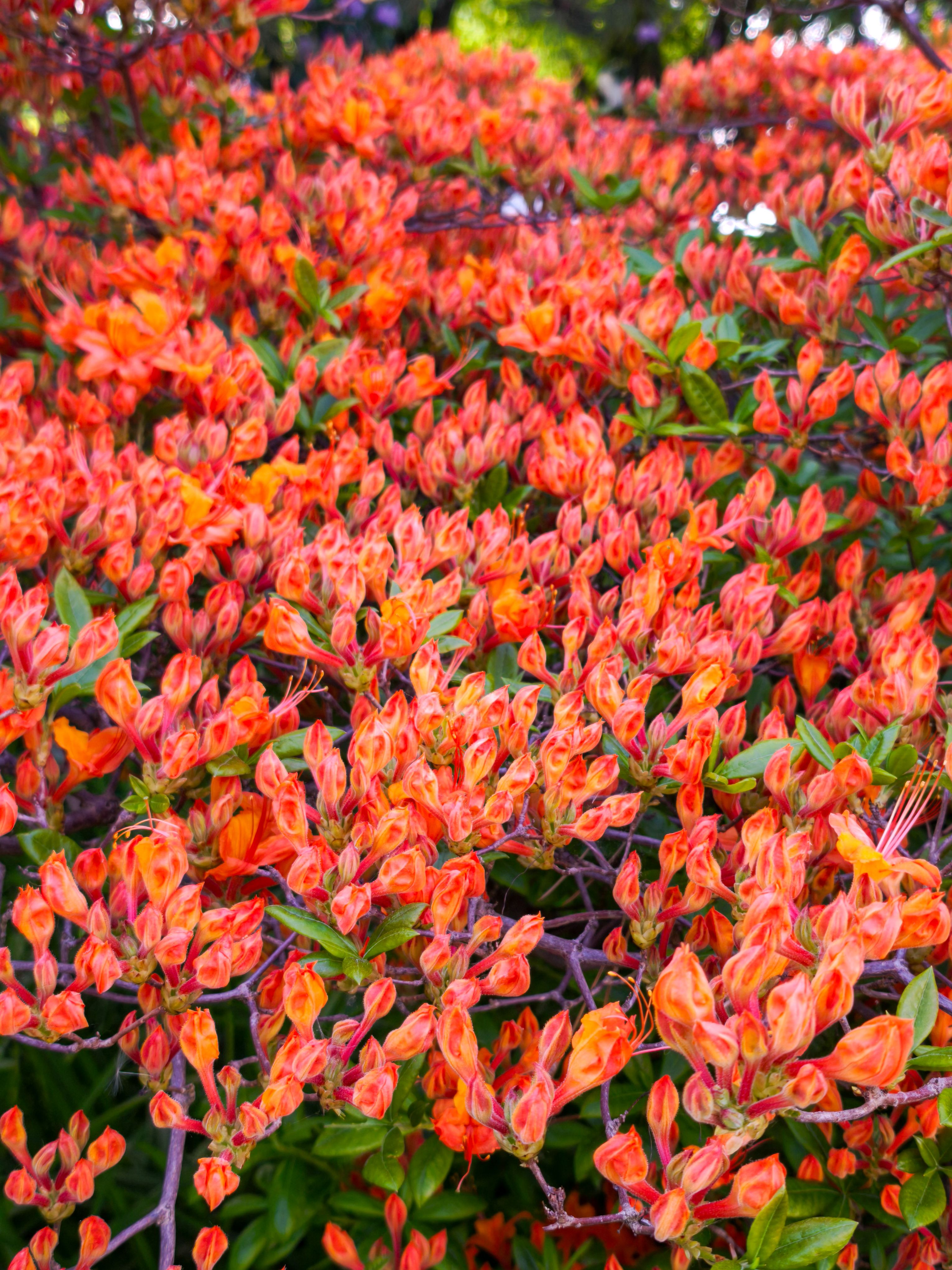 Vibrant Orange Azaleas in Full Bloom Outdoors · Free Stock Photo
