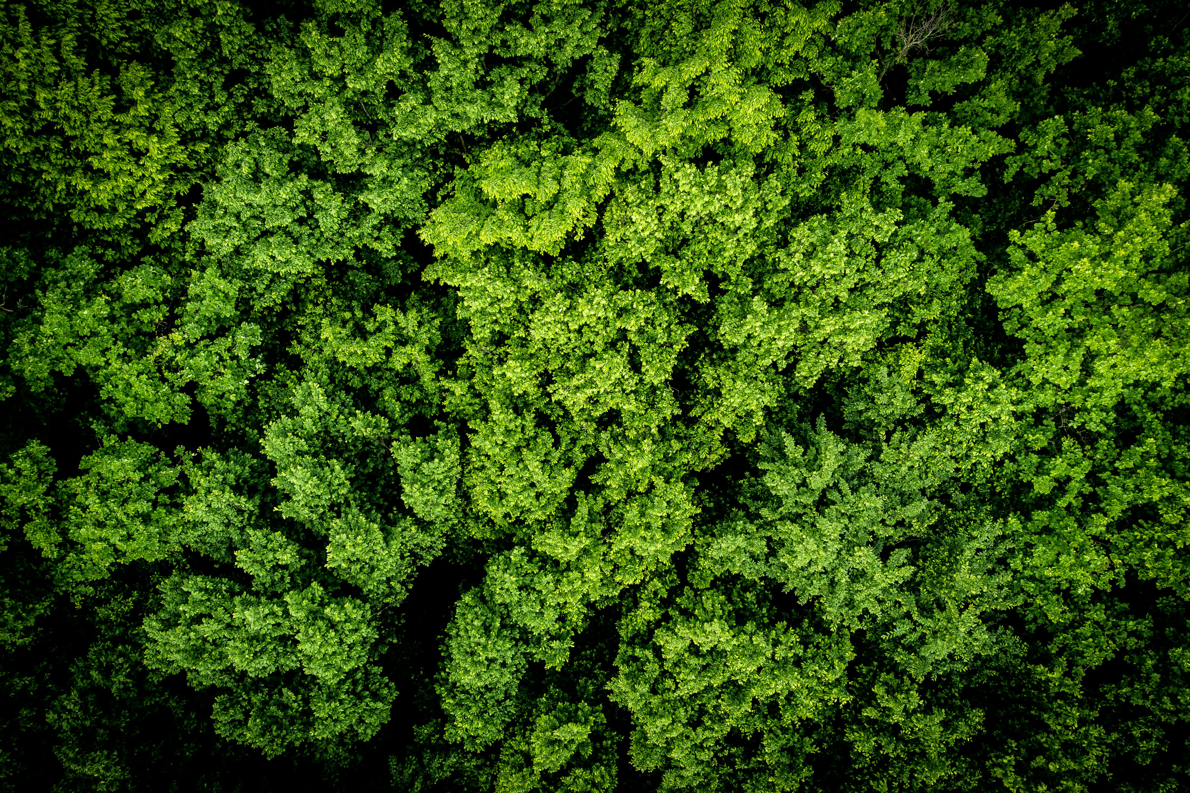 Lush Green Forest Canopy Aerial View · Free Stock Photo