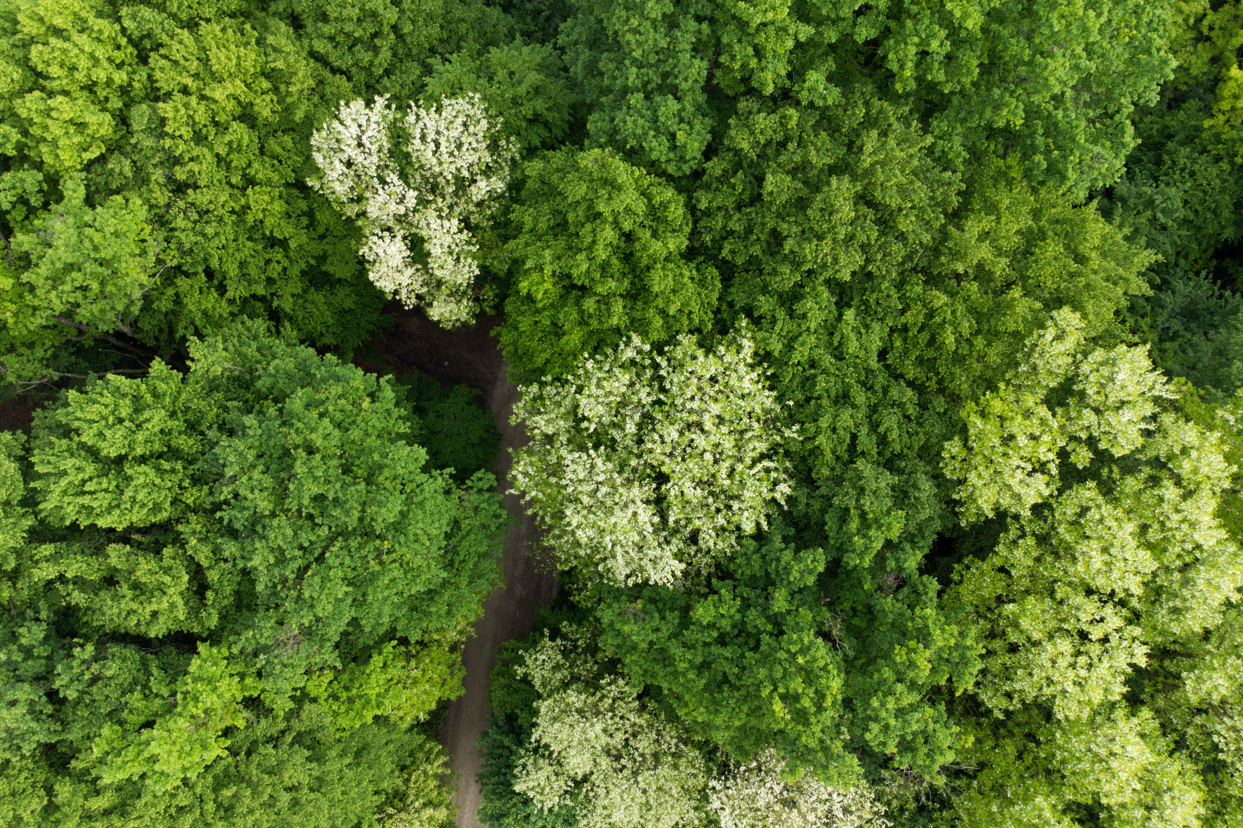 Aerial View of Lush Green Forest Canopy · Free Stock Photo