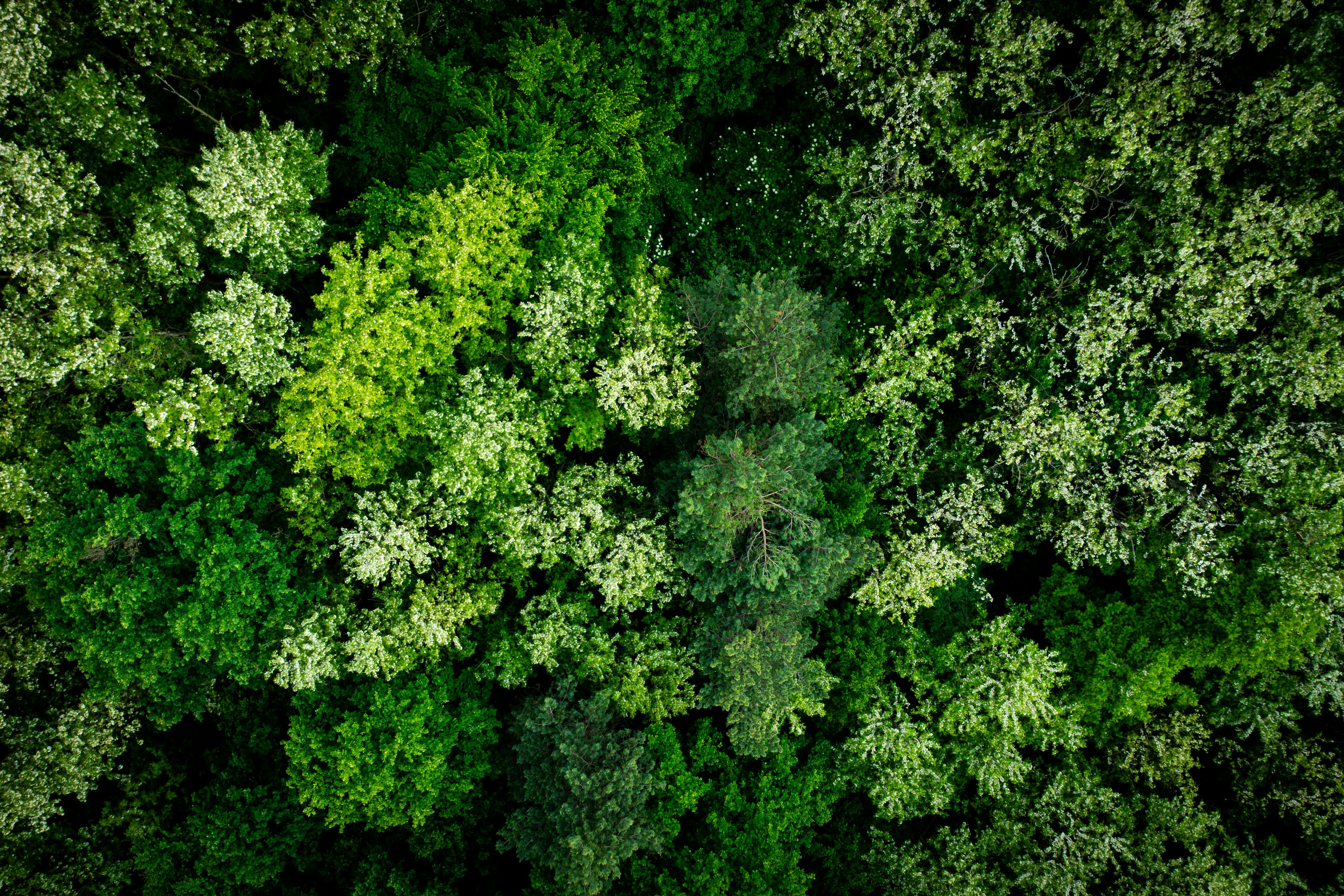 Lush Green Forest Canopy from Above · Free Stock Photo