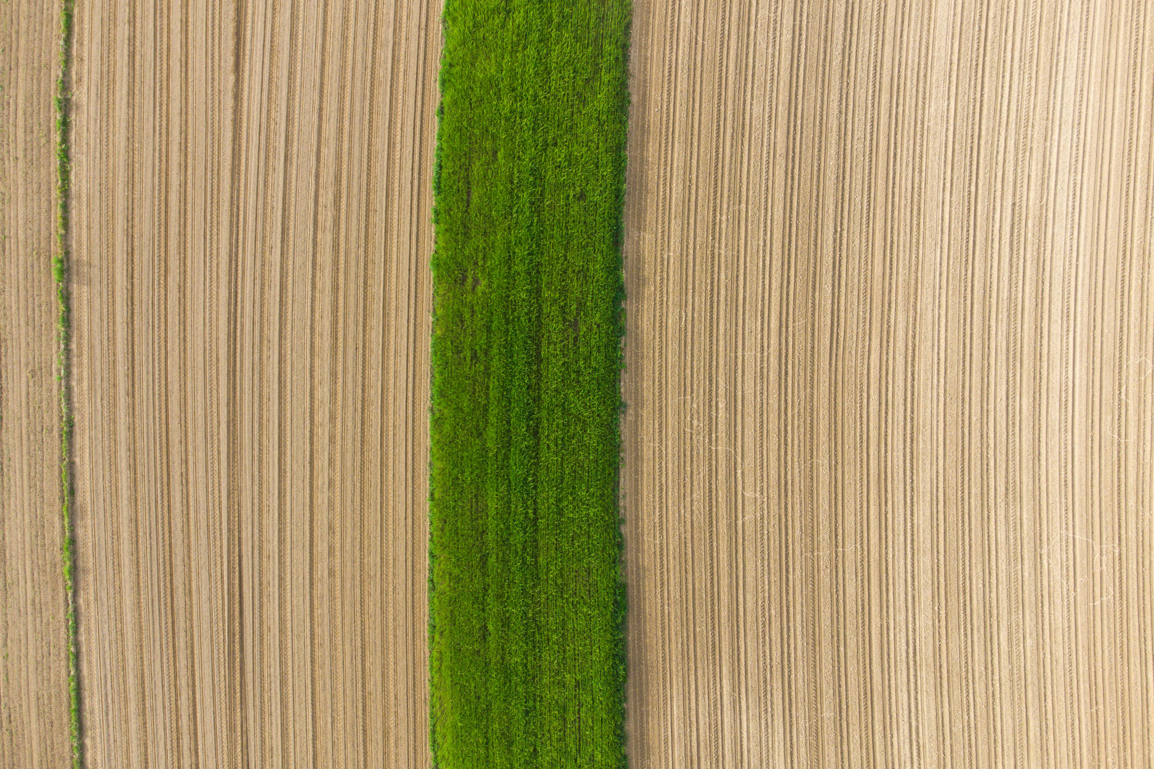 Aerial View of a Field with Green and Brown Stripes · Free Stock Photo