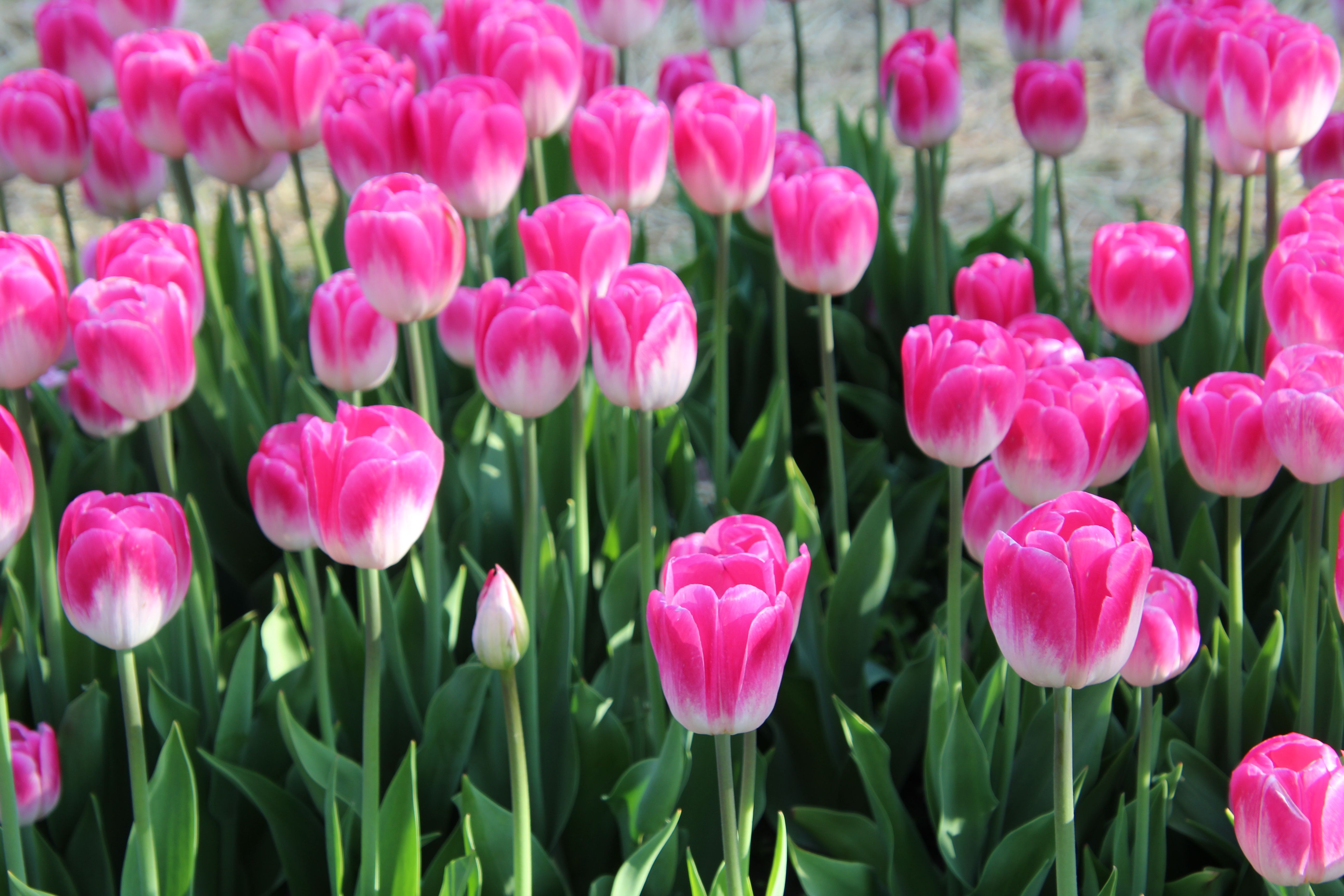 Vibrant Pink Tulips in Spring Garden · Free Stock Photo