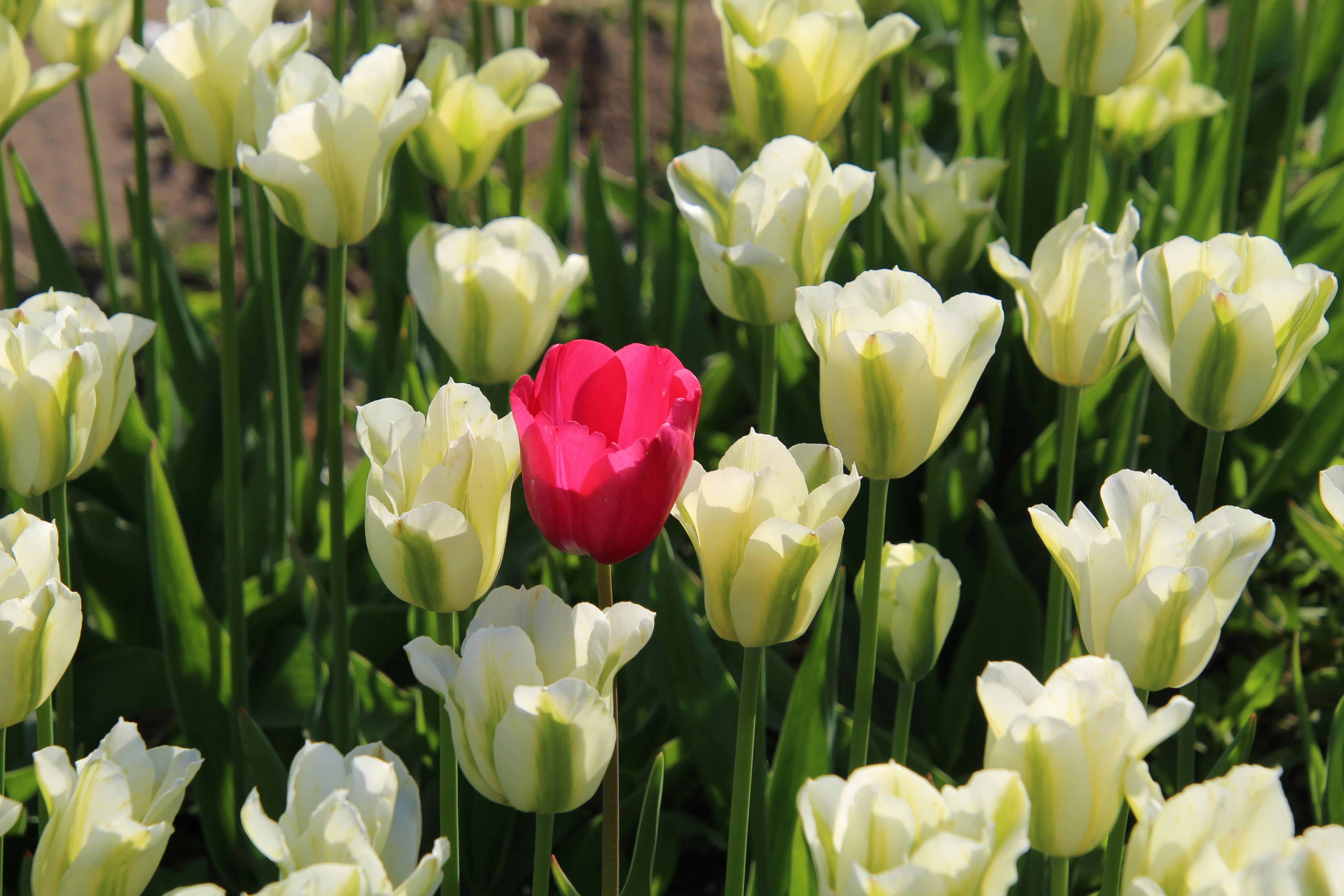 Bright Color Photos, Download The BEST Free Bright Color Stock Photos ...