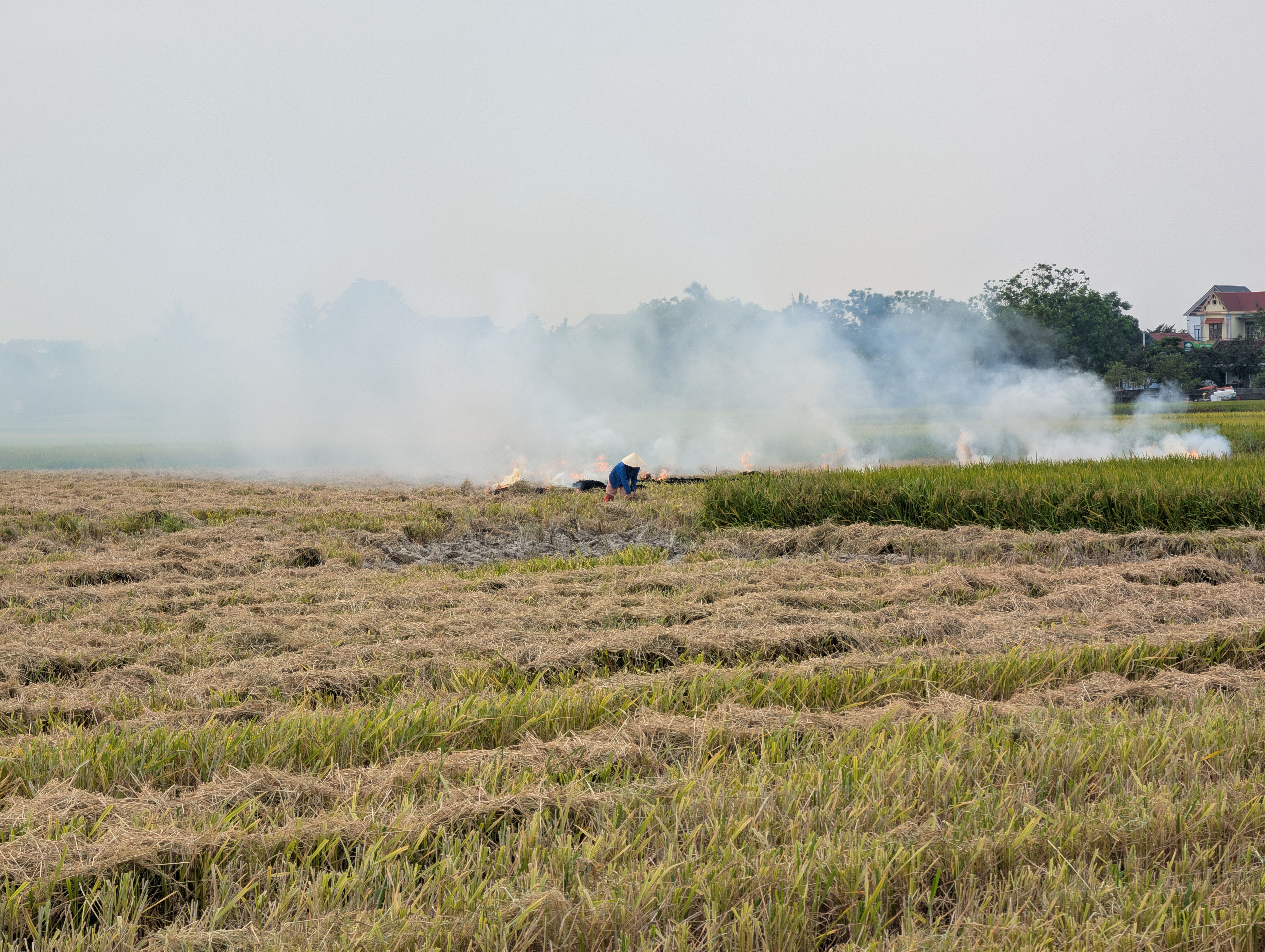 Farmer Burning Straw in Rice Field Scenery · Free Stock Photo