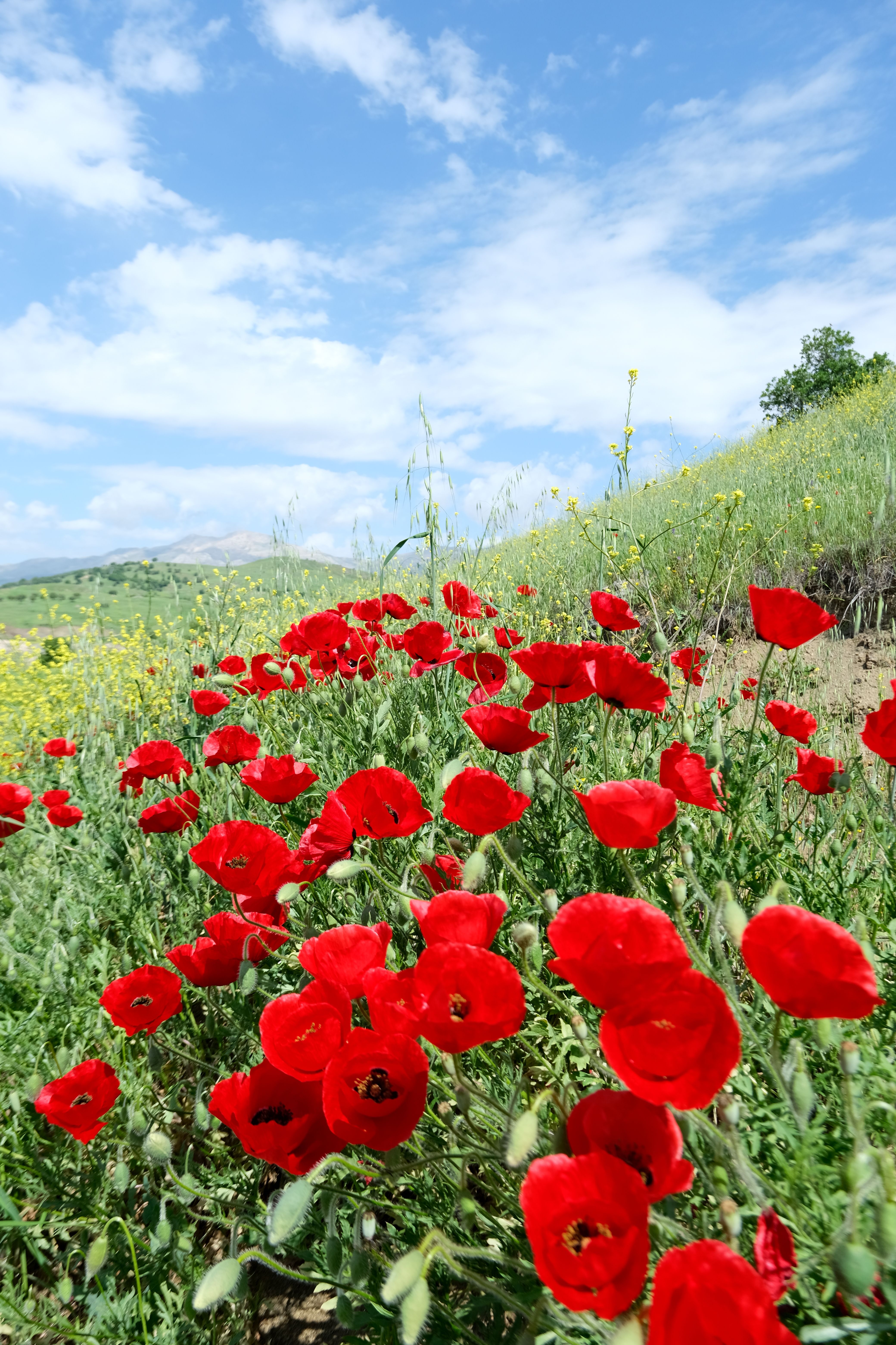 Vibrant Red Poppies in Bloom on a Sunny Day · Free Stock Photo