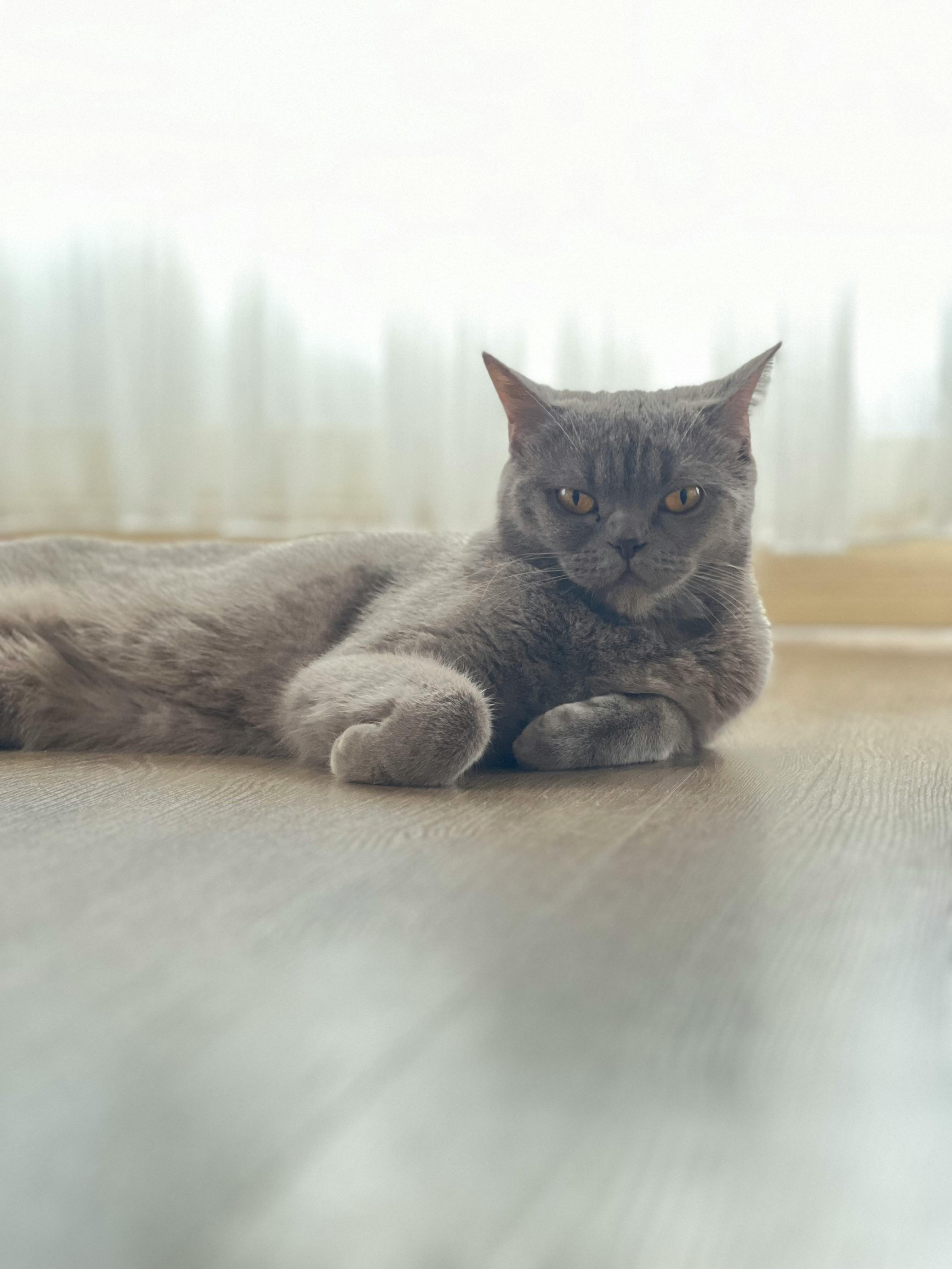 Goofy Cat Photos, Download The BEST Free Goofy Cat Stock Photos & HD Images