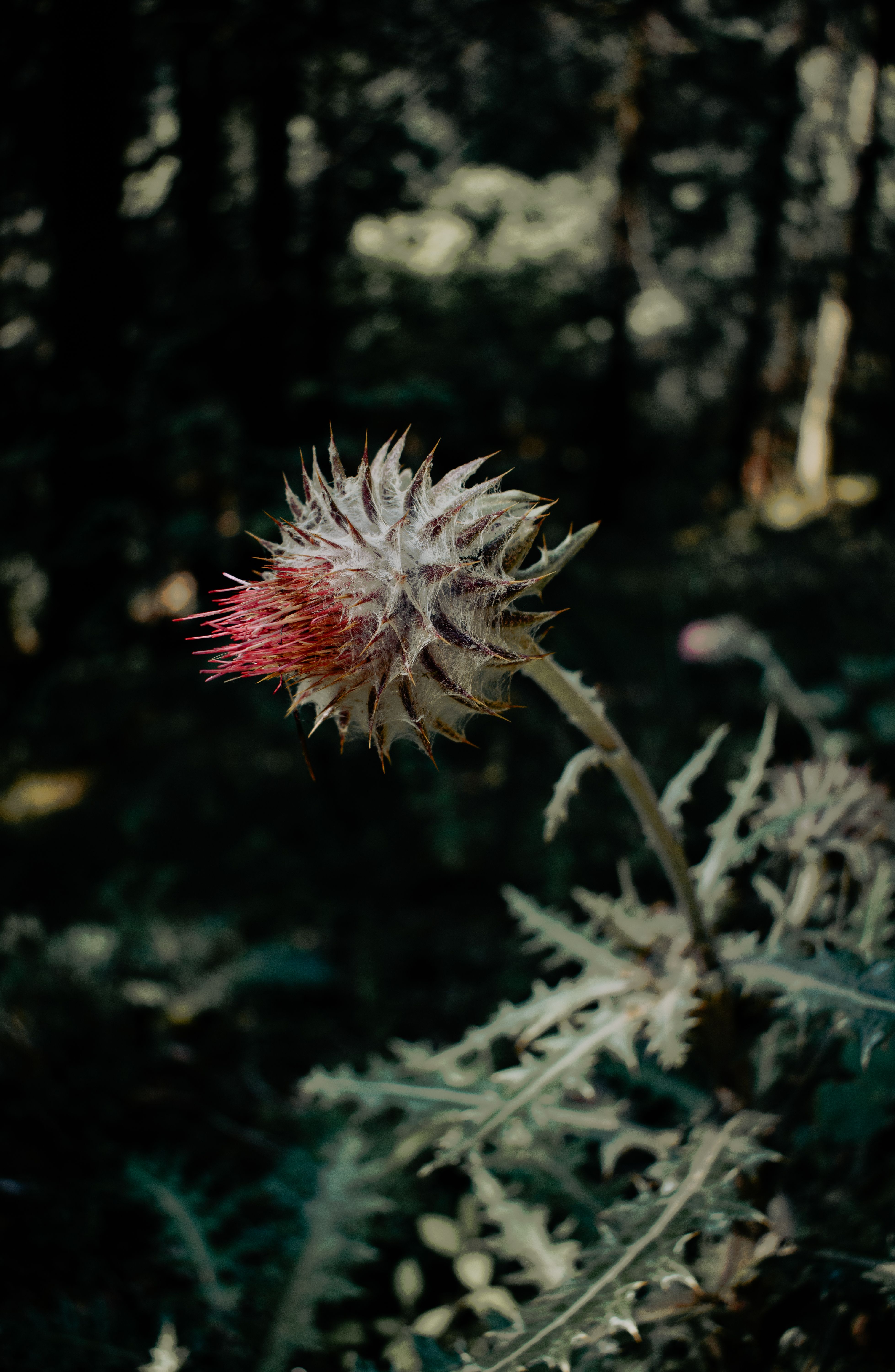 Topo Background Photos, Download The BEST Free Topo Background Stock ...