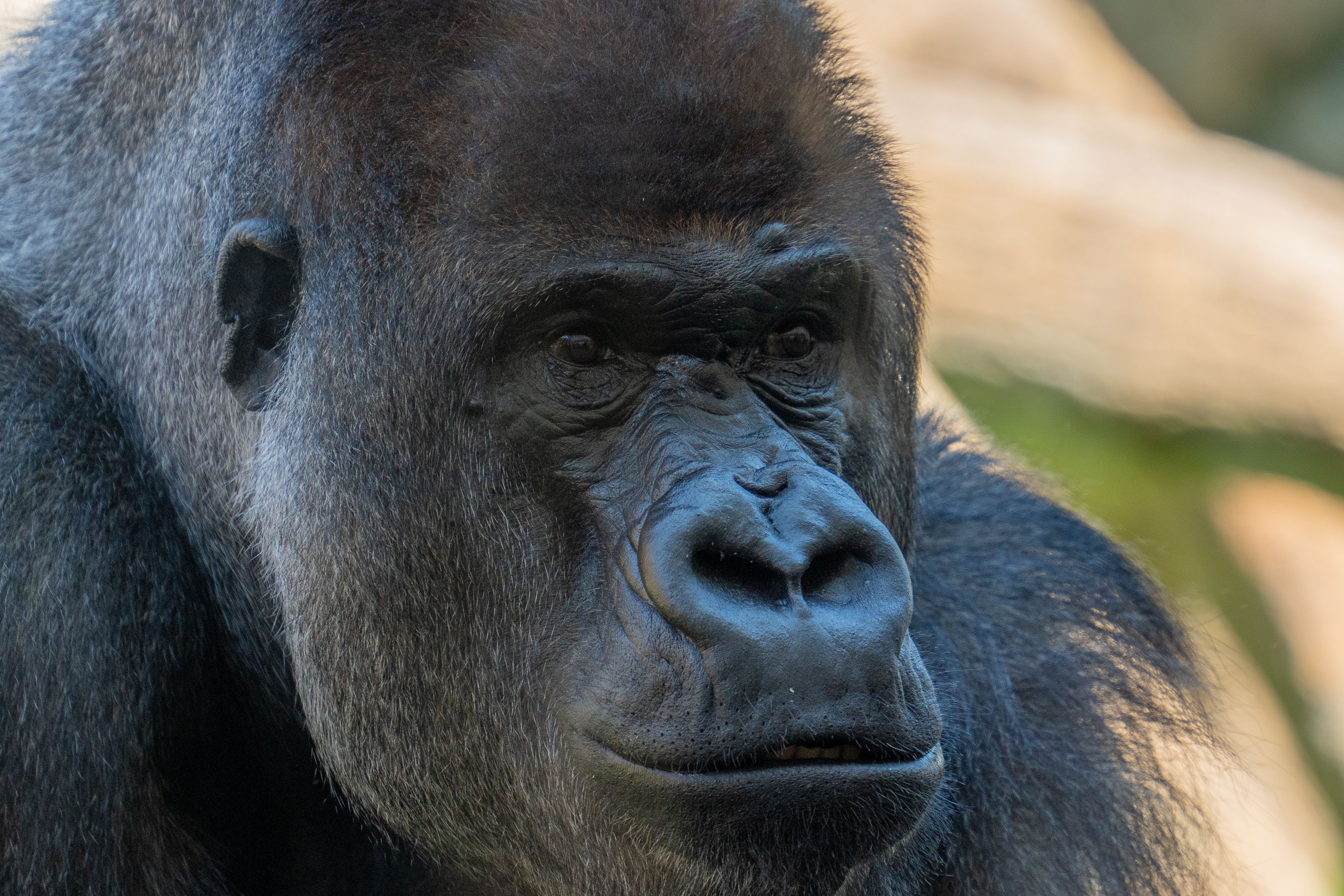 Face of Gorilla · Free Stock Photo
