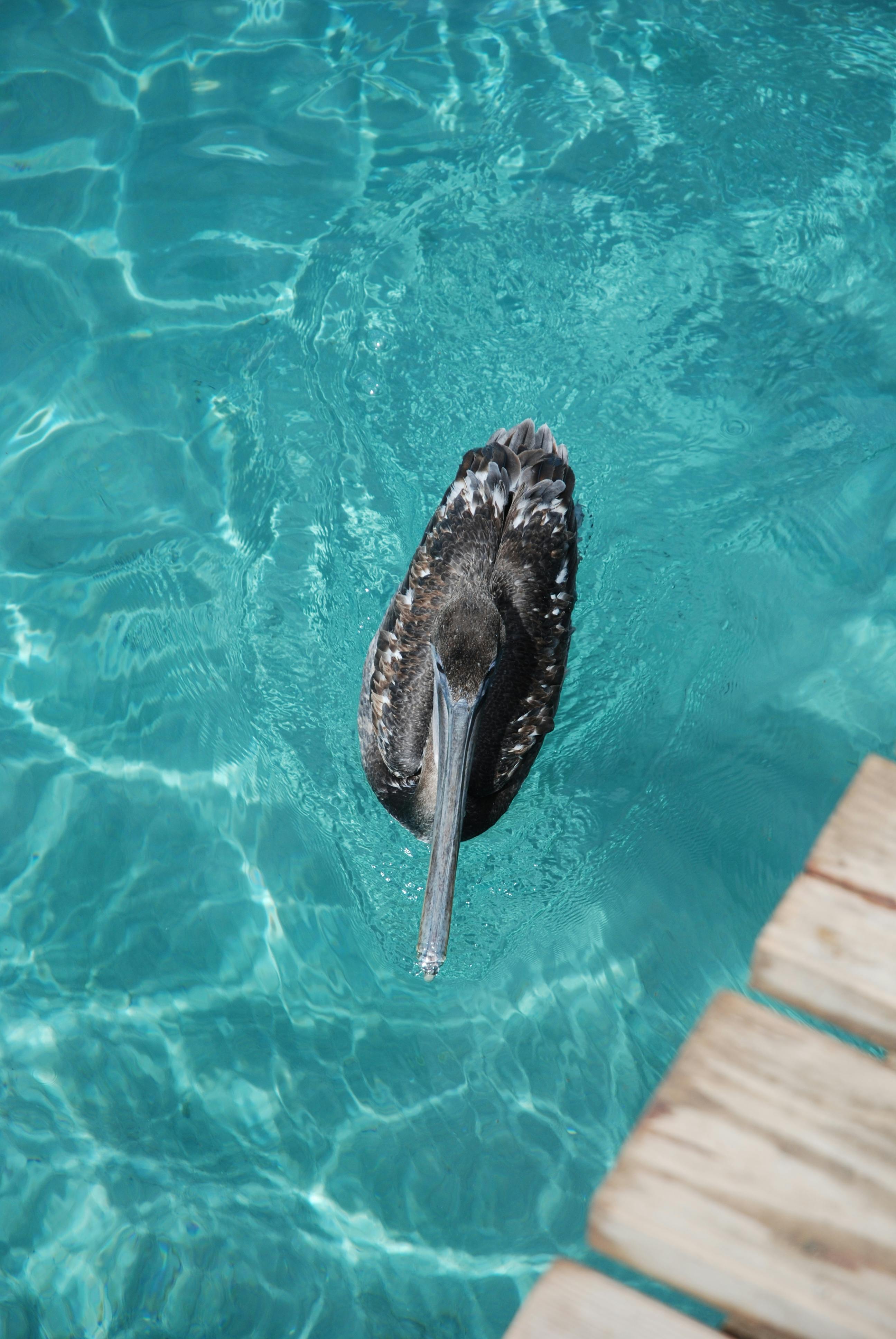 Beach+Creepshots Photos, Download The BEST Free Beach+Creepshots Stock ...