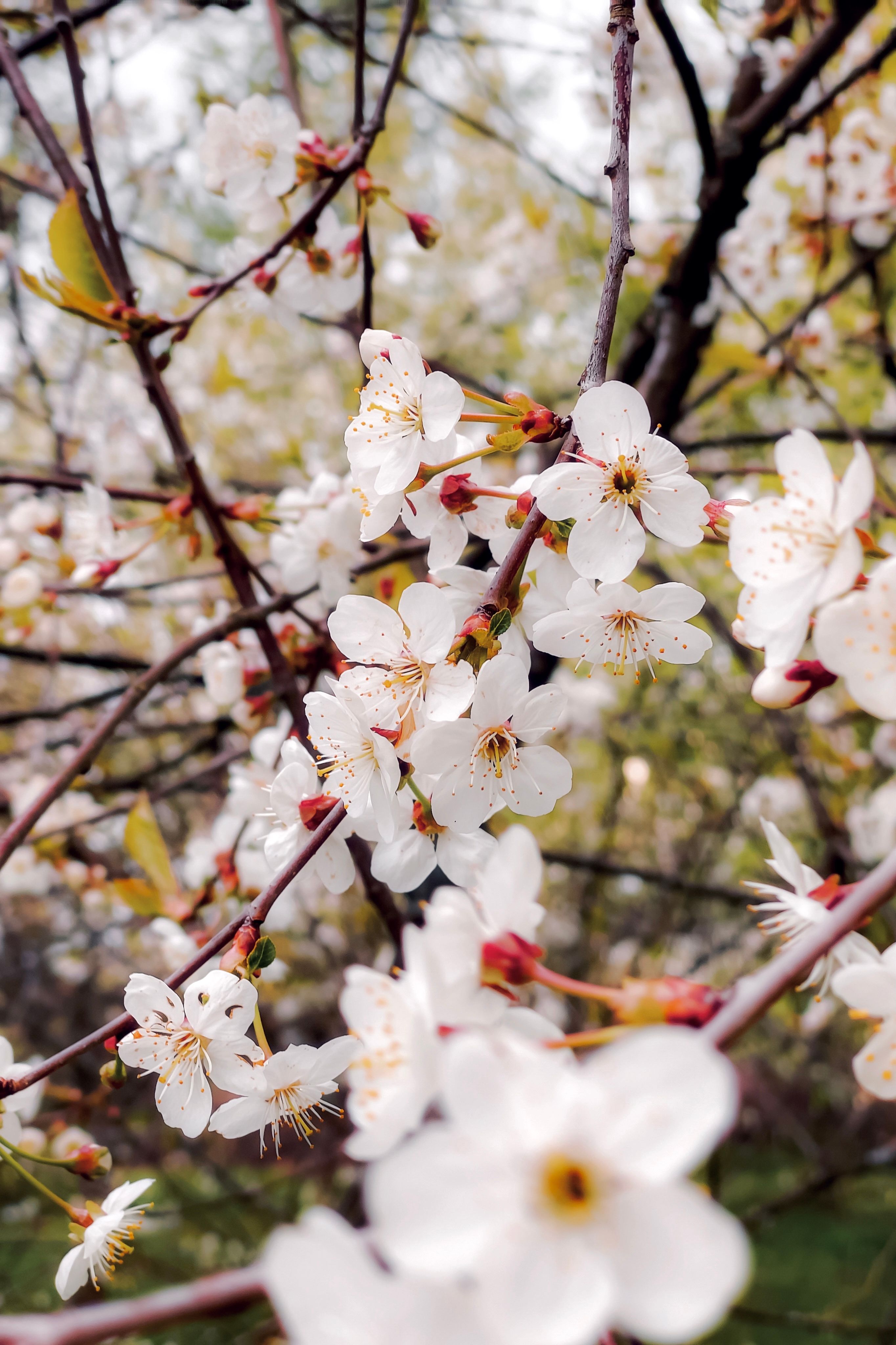 Spring Season Photos, Download The BEST Free Spring Season Stock Photos ...