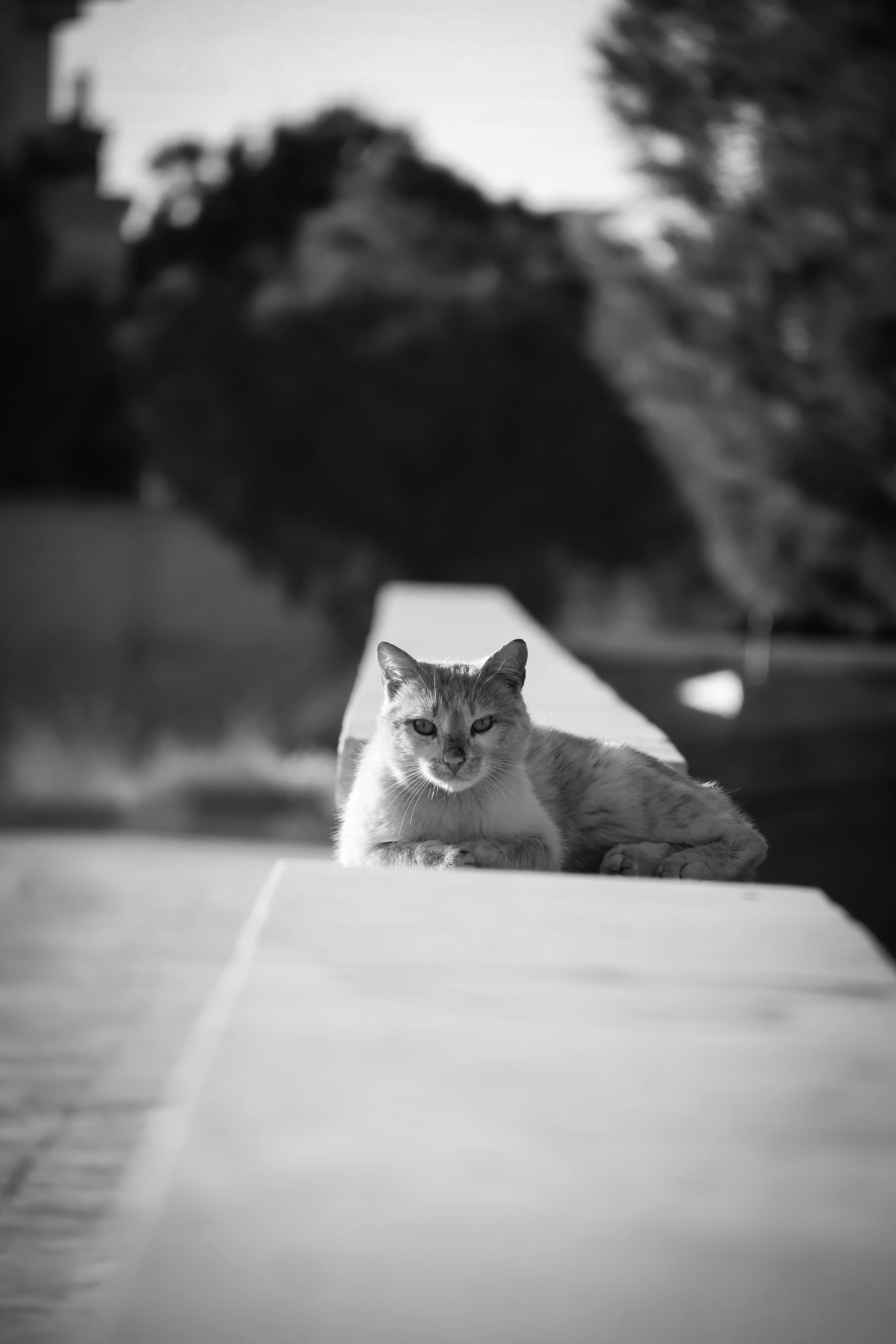 Goofy Cat Photos, Download The BEST Free Goofy Cat Stock Photos & HD Images