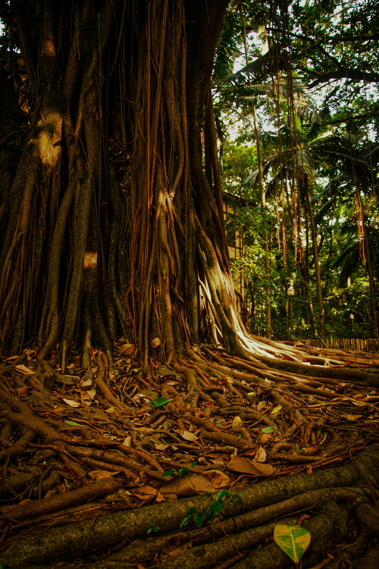 Tree Roots Photos, Download The BEST Free Tree Roots Stock Photos & HD ...