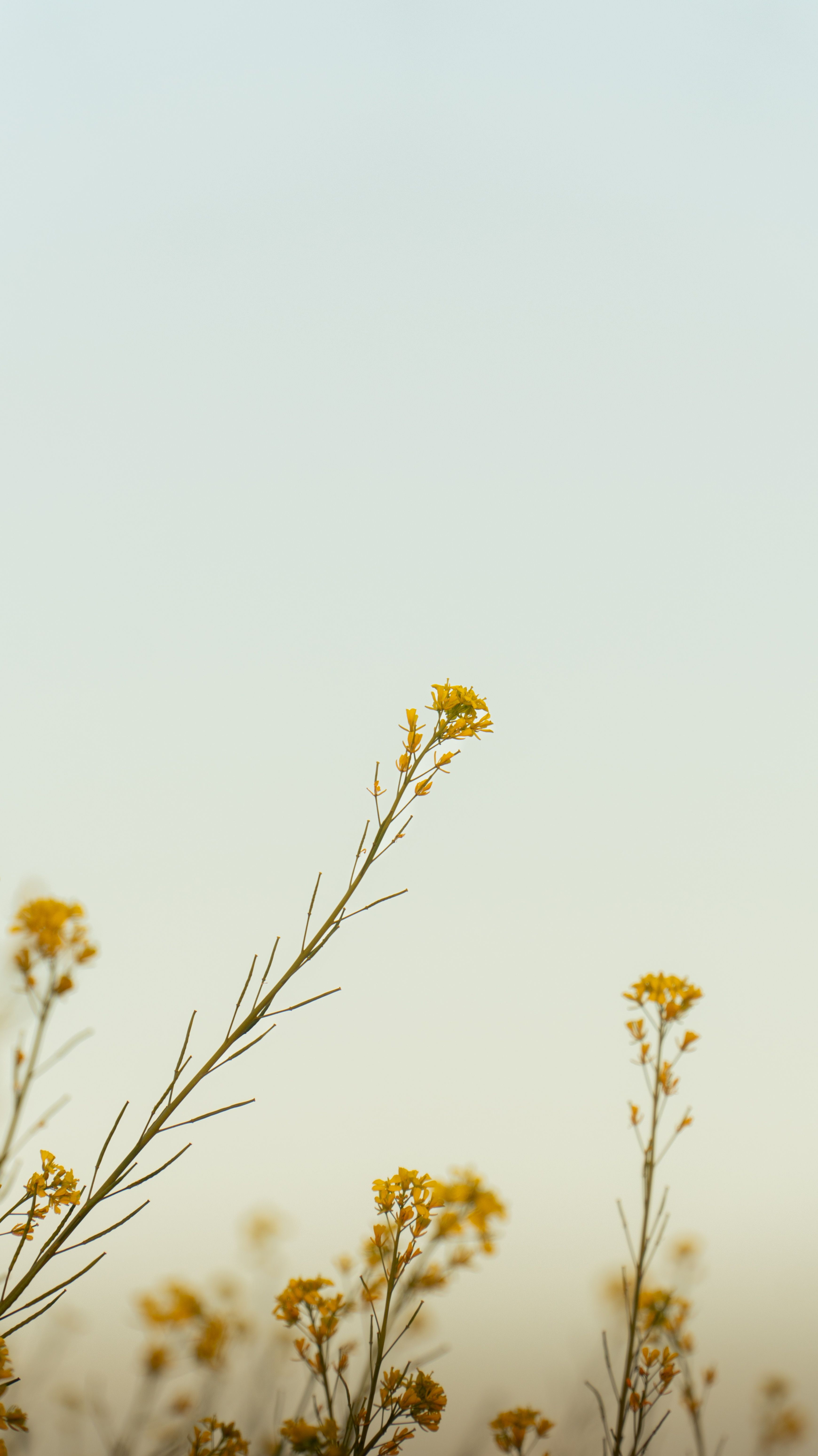 Field Flowers Pollen Photos, Download The BEST Free Field Flowers ...