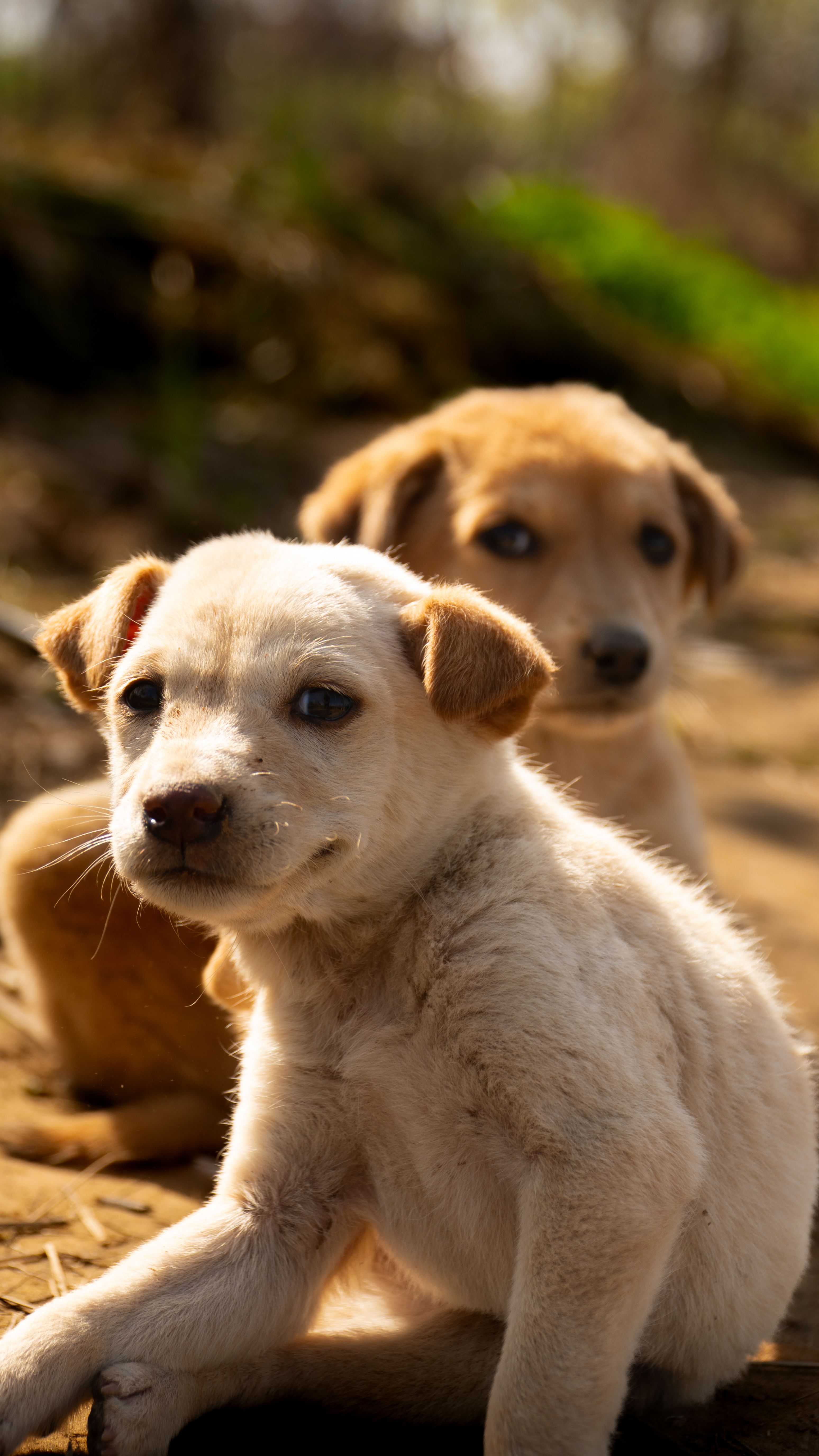 Tan Puppies Photos, Download The BEST Free Tan Puppies Stock Photos ...