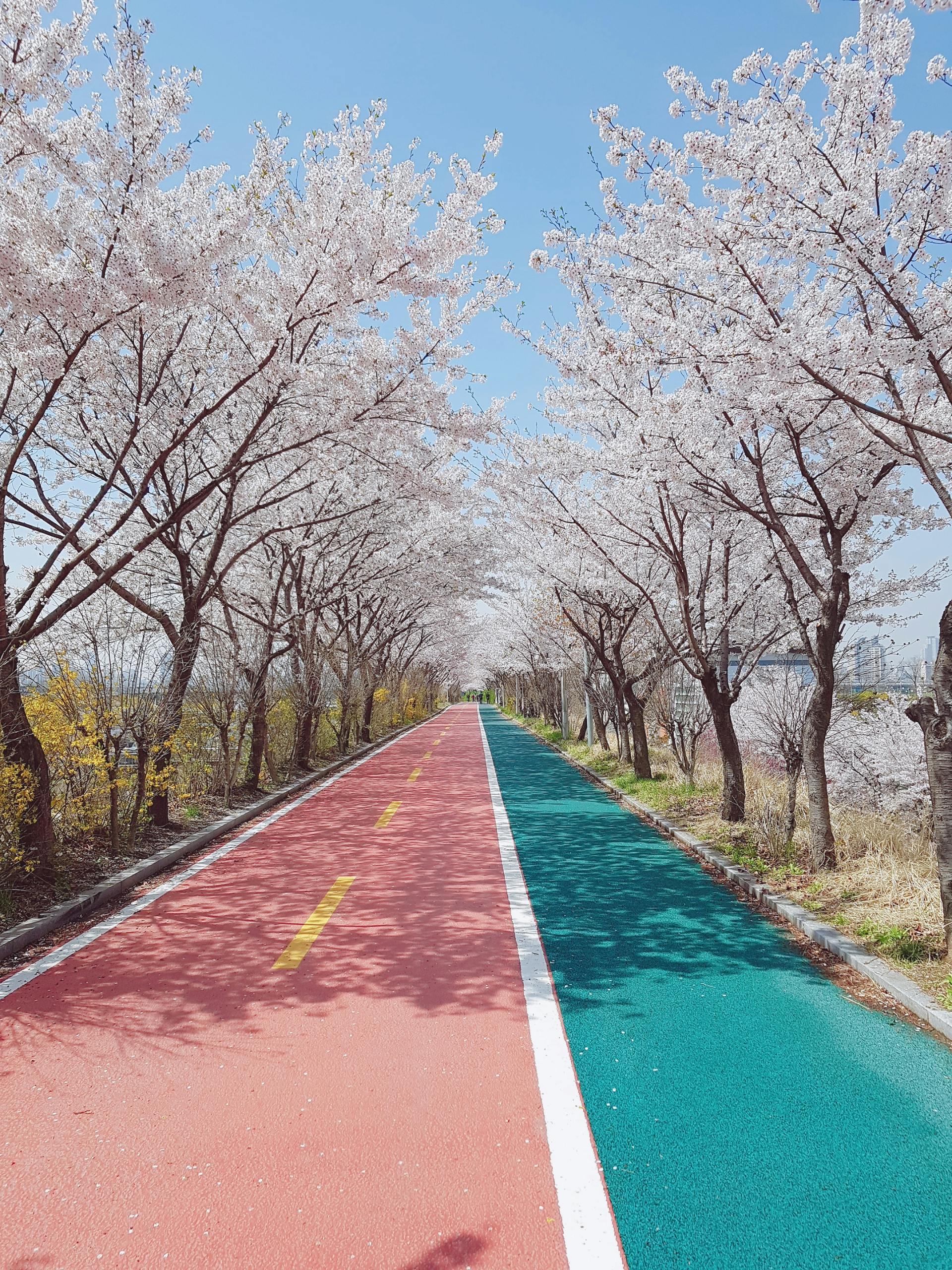 Springtime Blossoms Along a Tranquil Pathway · Free Stock Photo