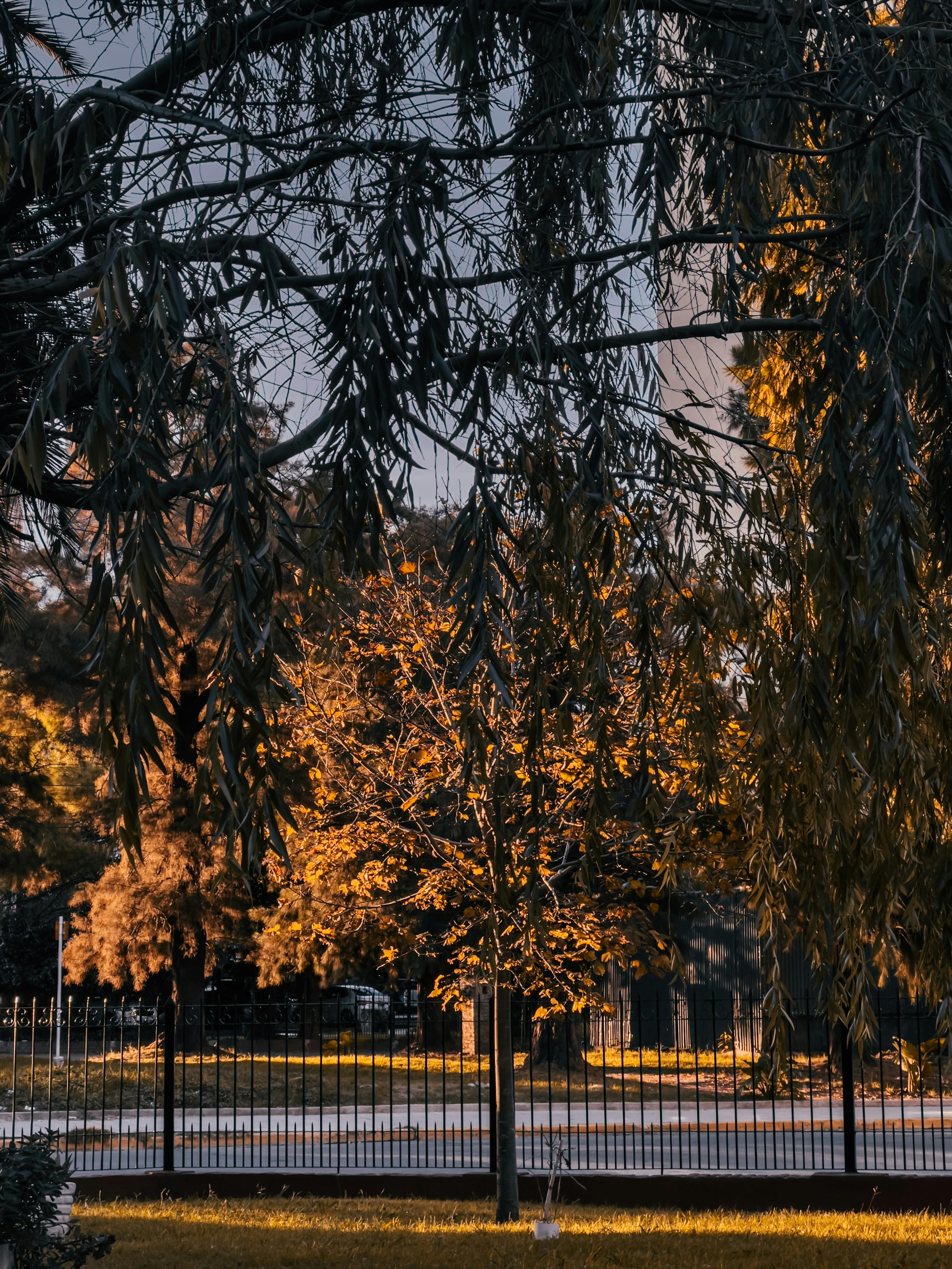 Golden Autumn Trees in Urban Park Setting · Free Stock Photo