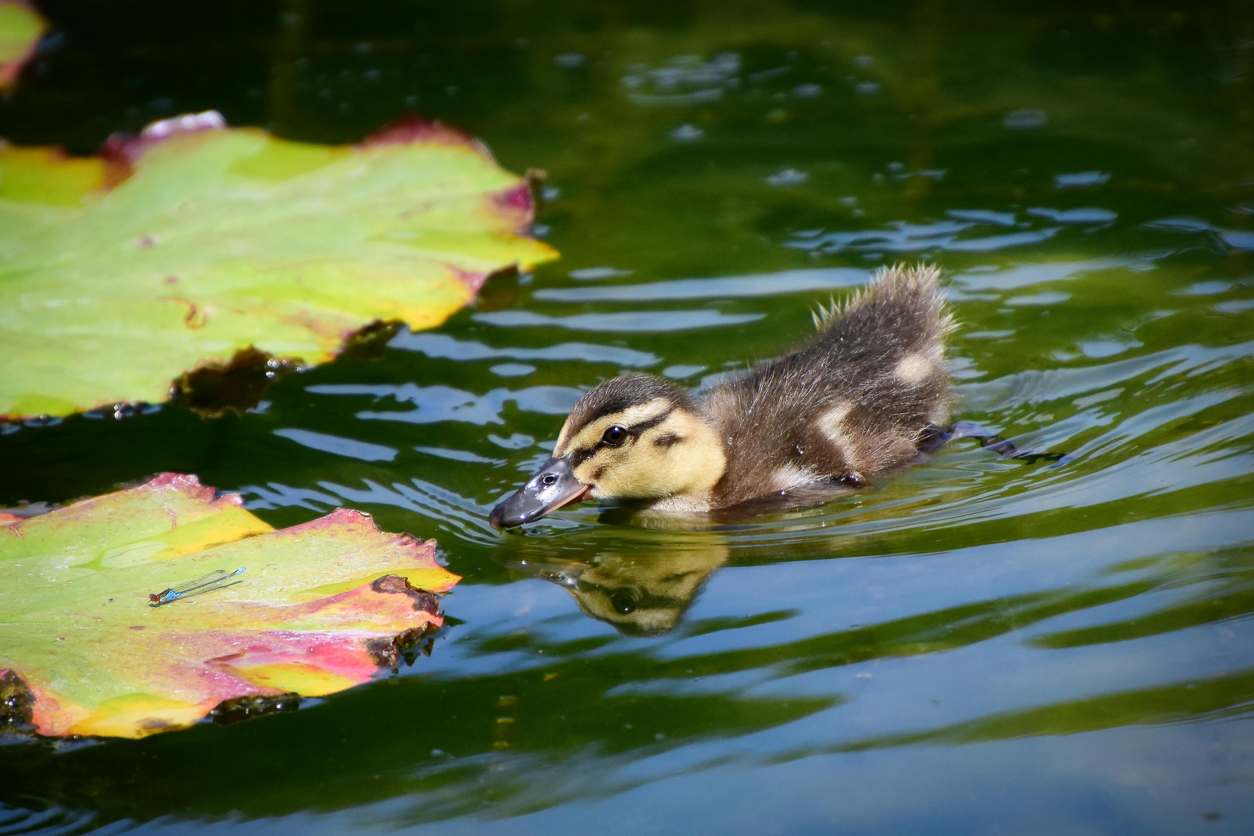 Young Duckling Swimming Near Lily Pads in Stuttgart · Free Stock Photo