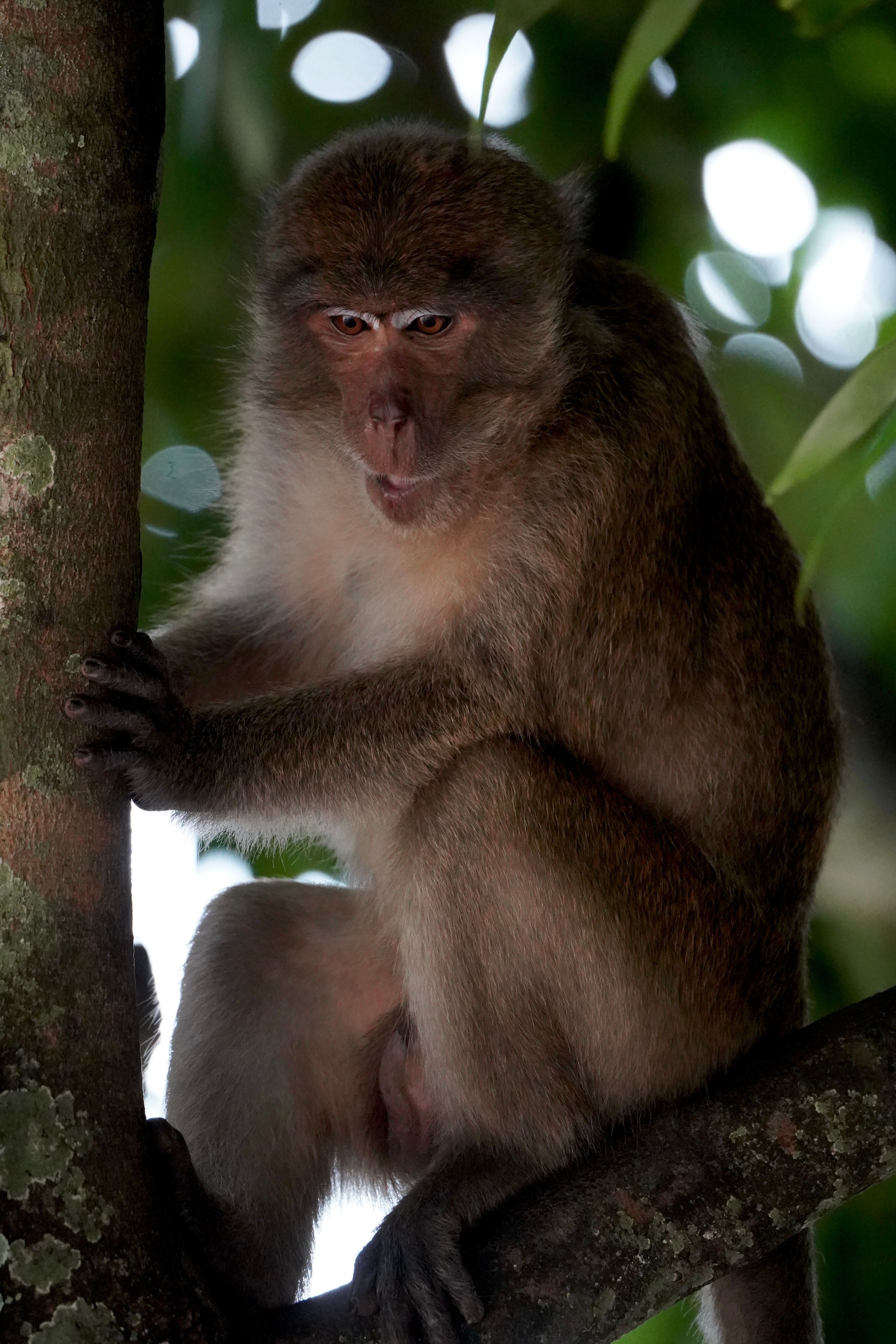 Animal Kingdom Photos, Download The BEST Free Animal Kingdom Stock ...