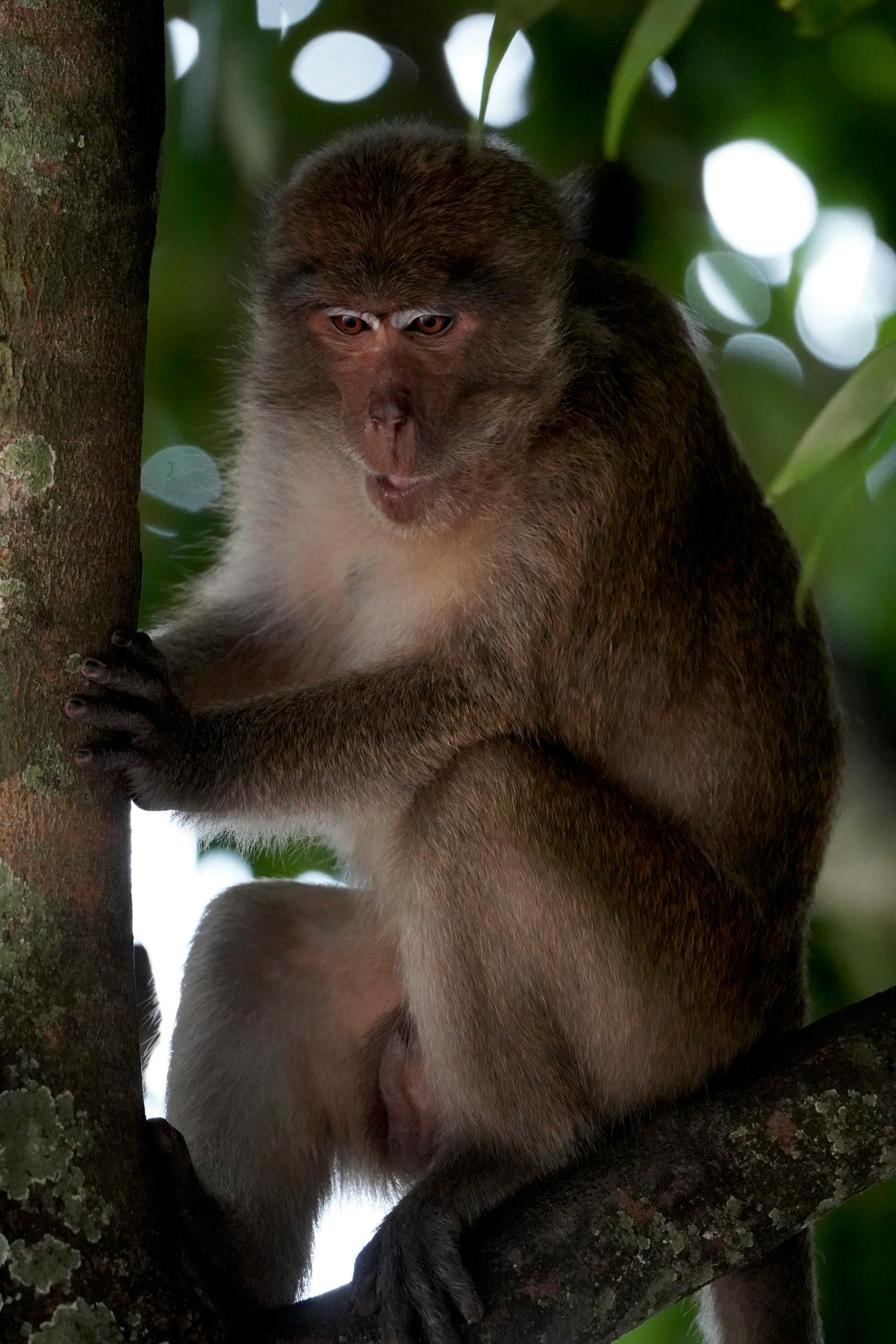 Close-up of a Wild Macaque in Natural Habitat · Free Stock Photo