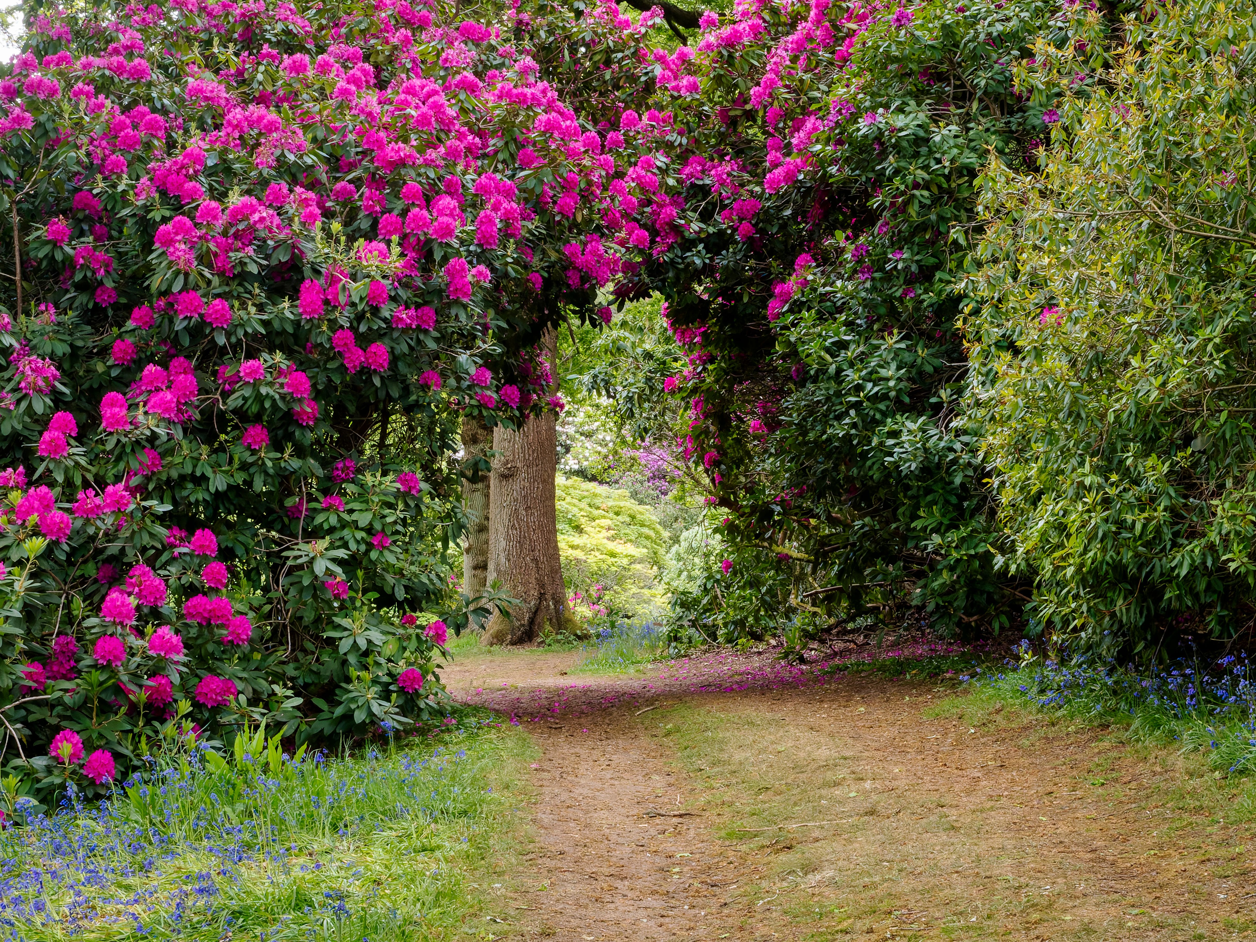 Lush English Garden Path with Blooming Flowers · Free Stock Photo