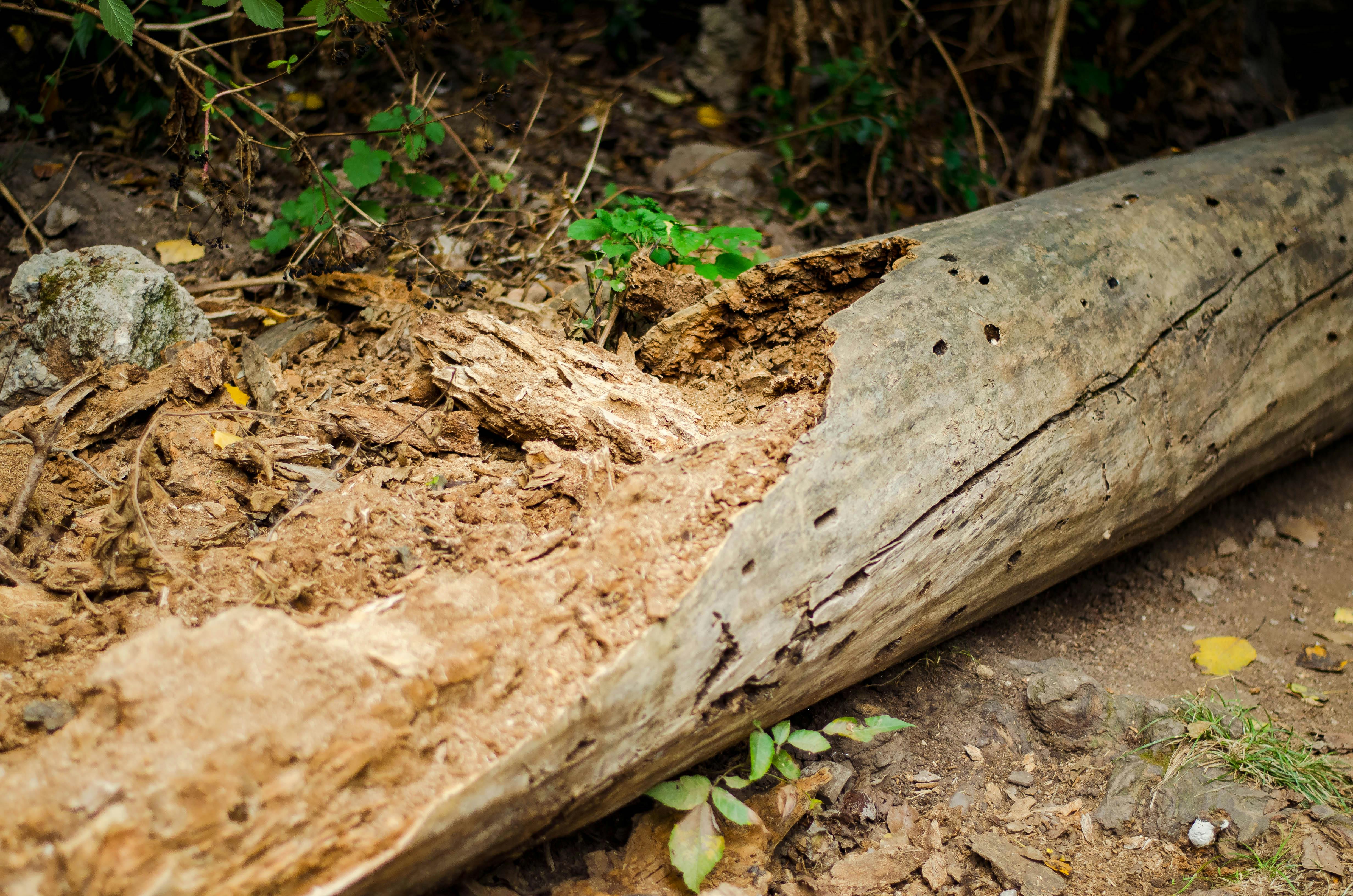 Broken Fallen Tree Log in Forest · Free Stock Photo