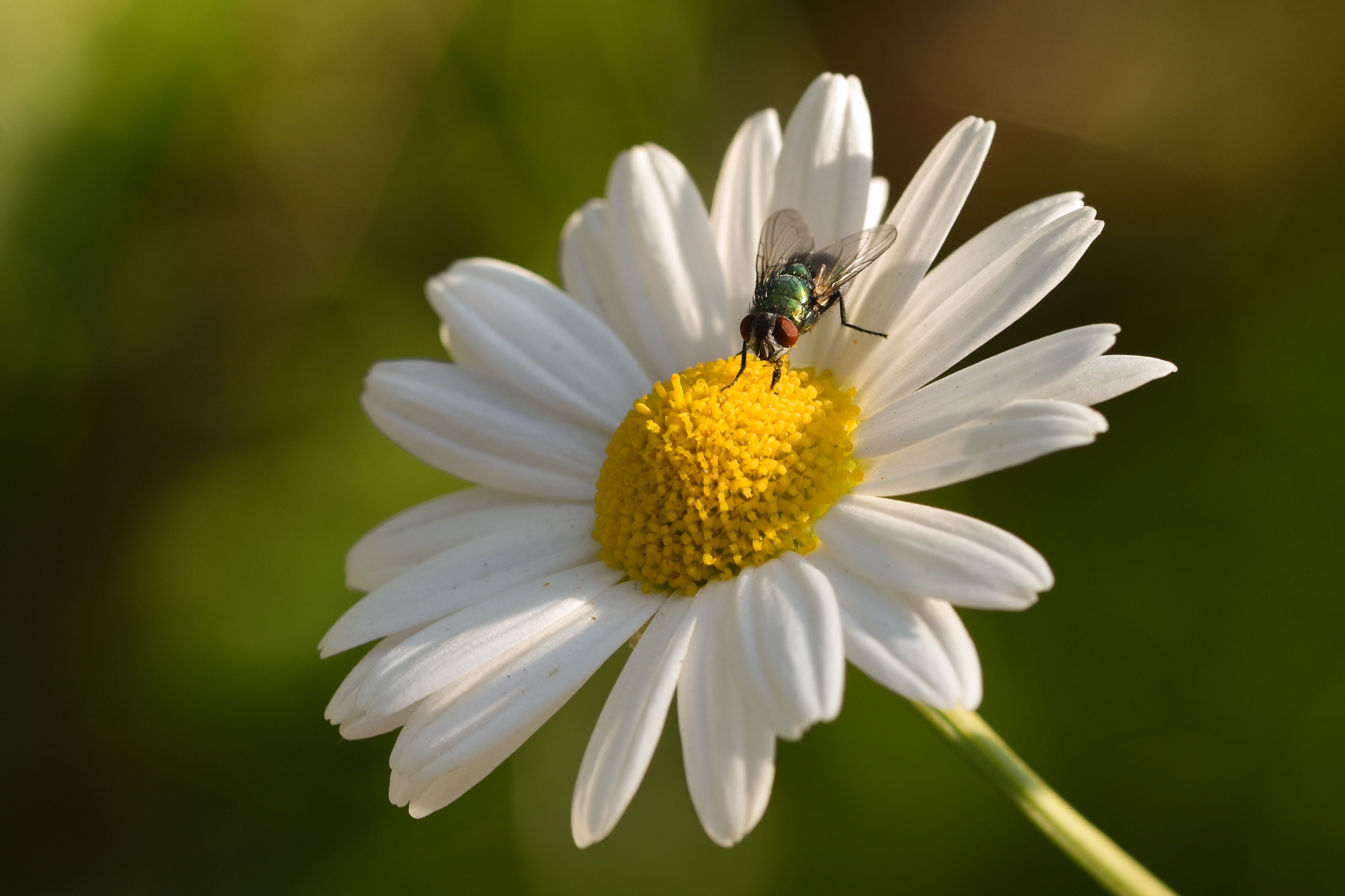 Macro Photo of Fly on Oxeye Daisy Flower · Free Stock Photo