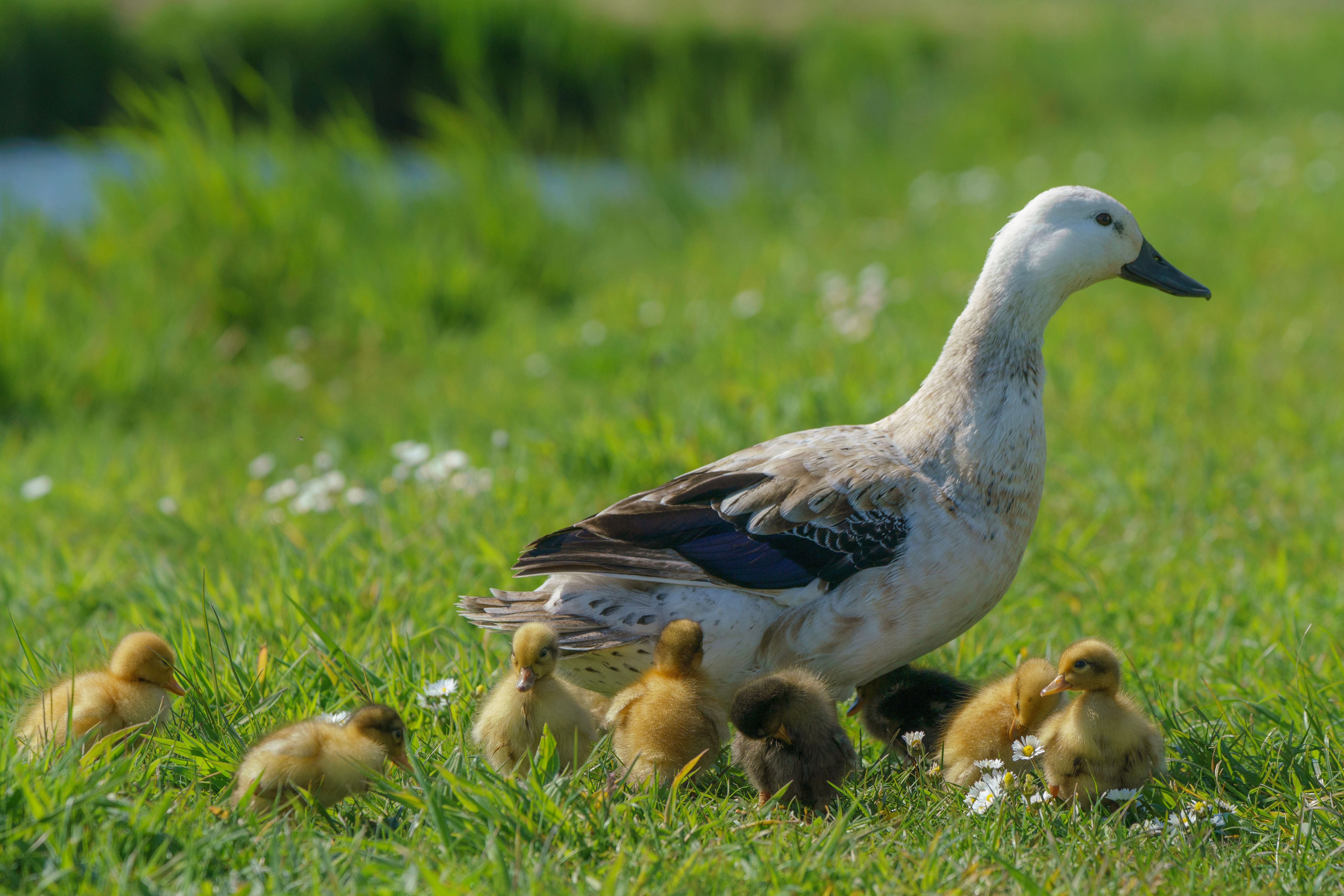 Duck and Ducklings in a Sunny Meadow · Free Stock Photo