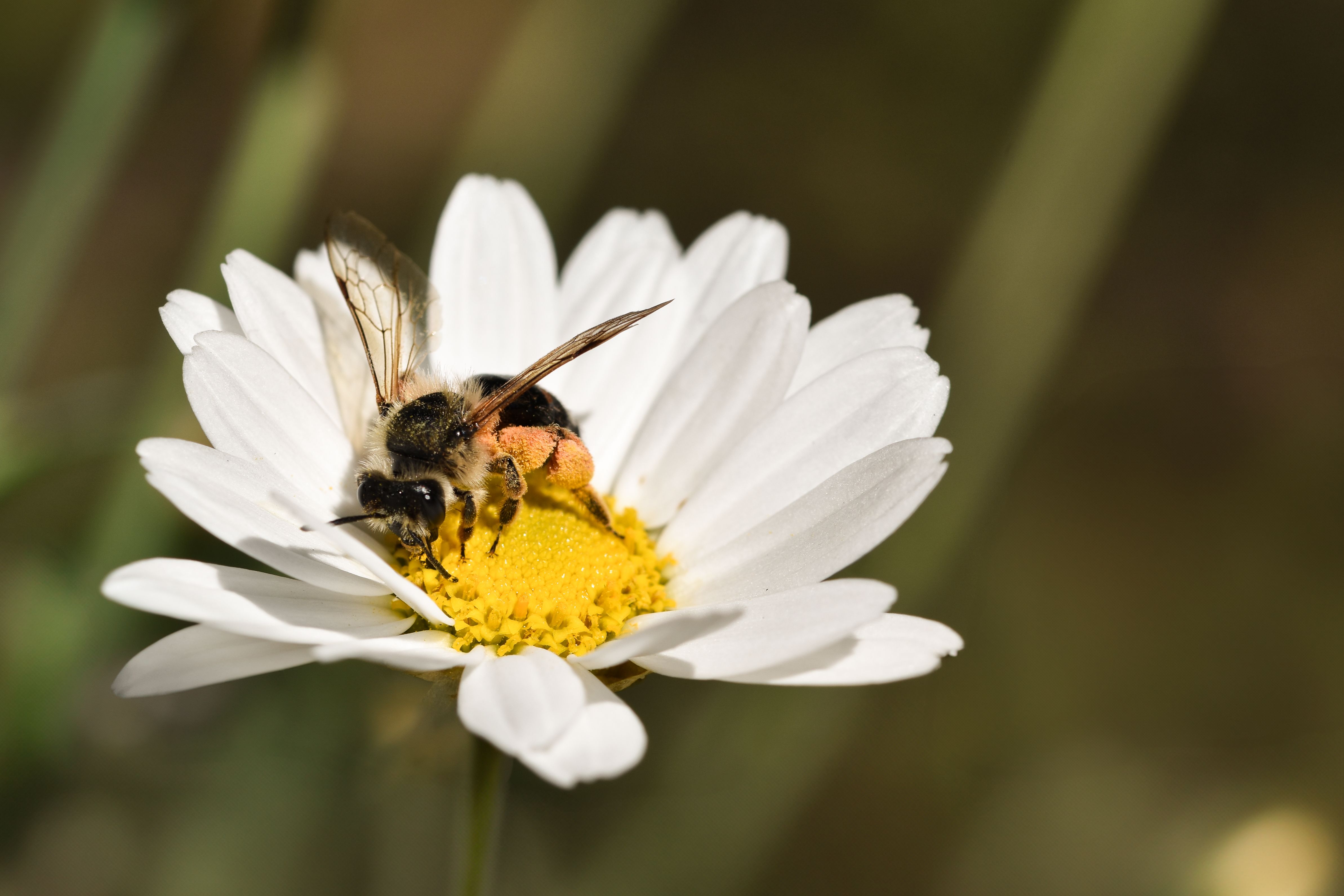 Macro Shot of Bee Collecting Pollen on Daisy · Free Stock Photo