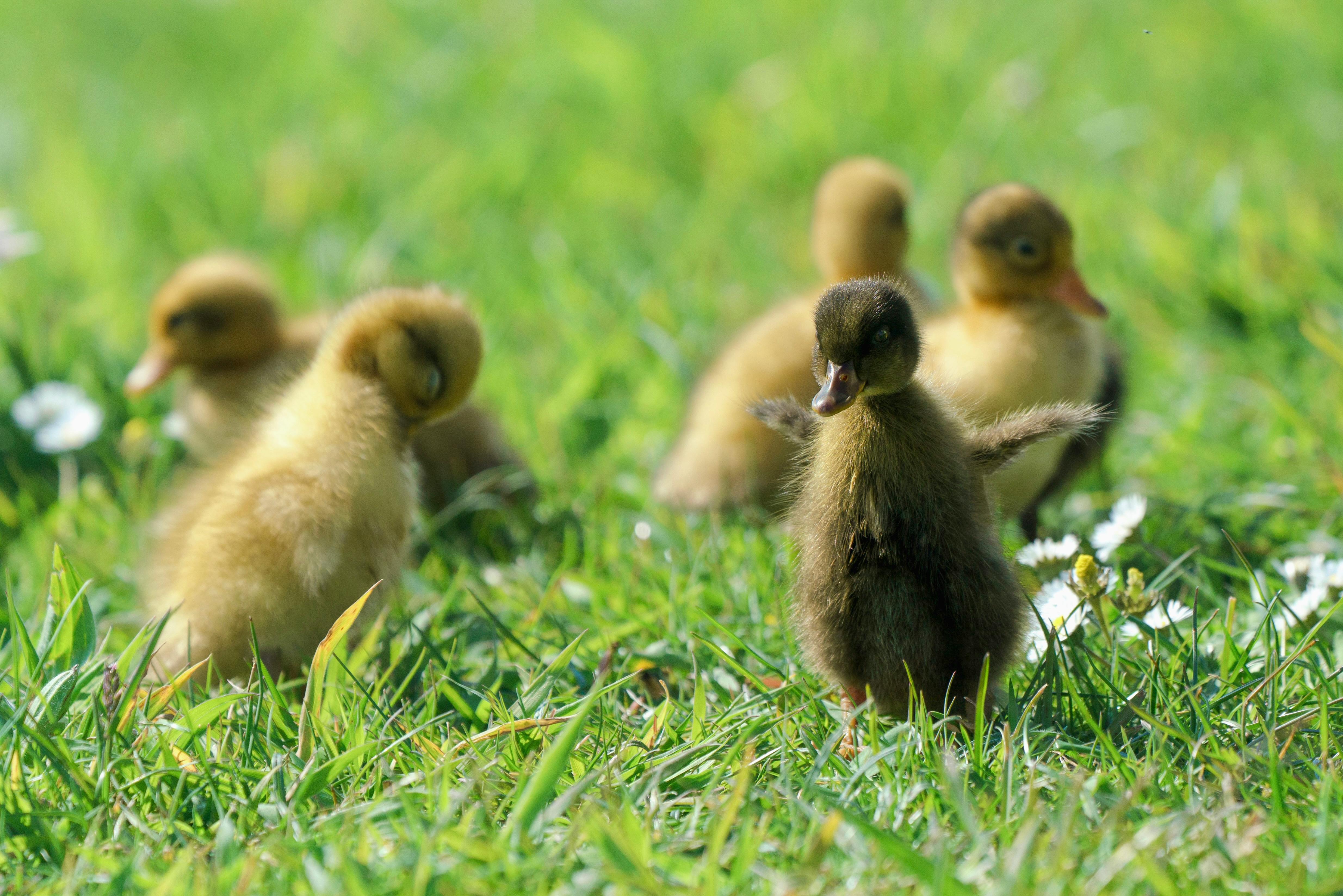 Adorable Ducklings Enjoying a Sunny Spring Day · Free Stock Photo