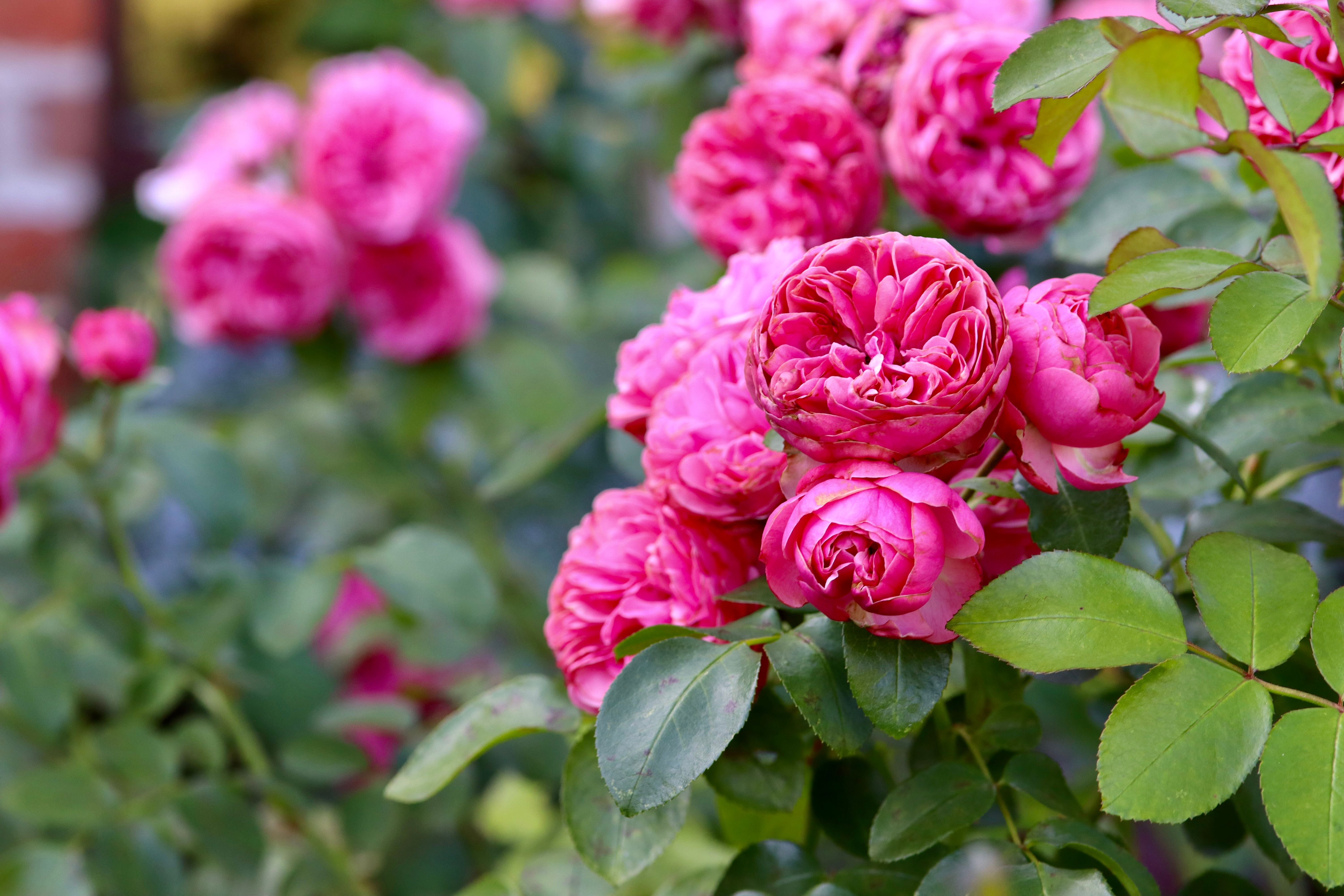 Rose Bush Photos, Download The BEST Free Rose Bush Stock Photos & HD Images