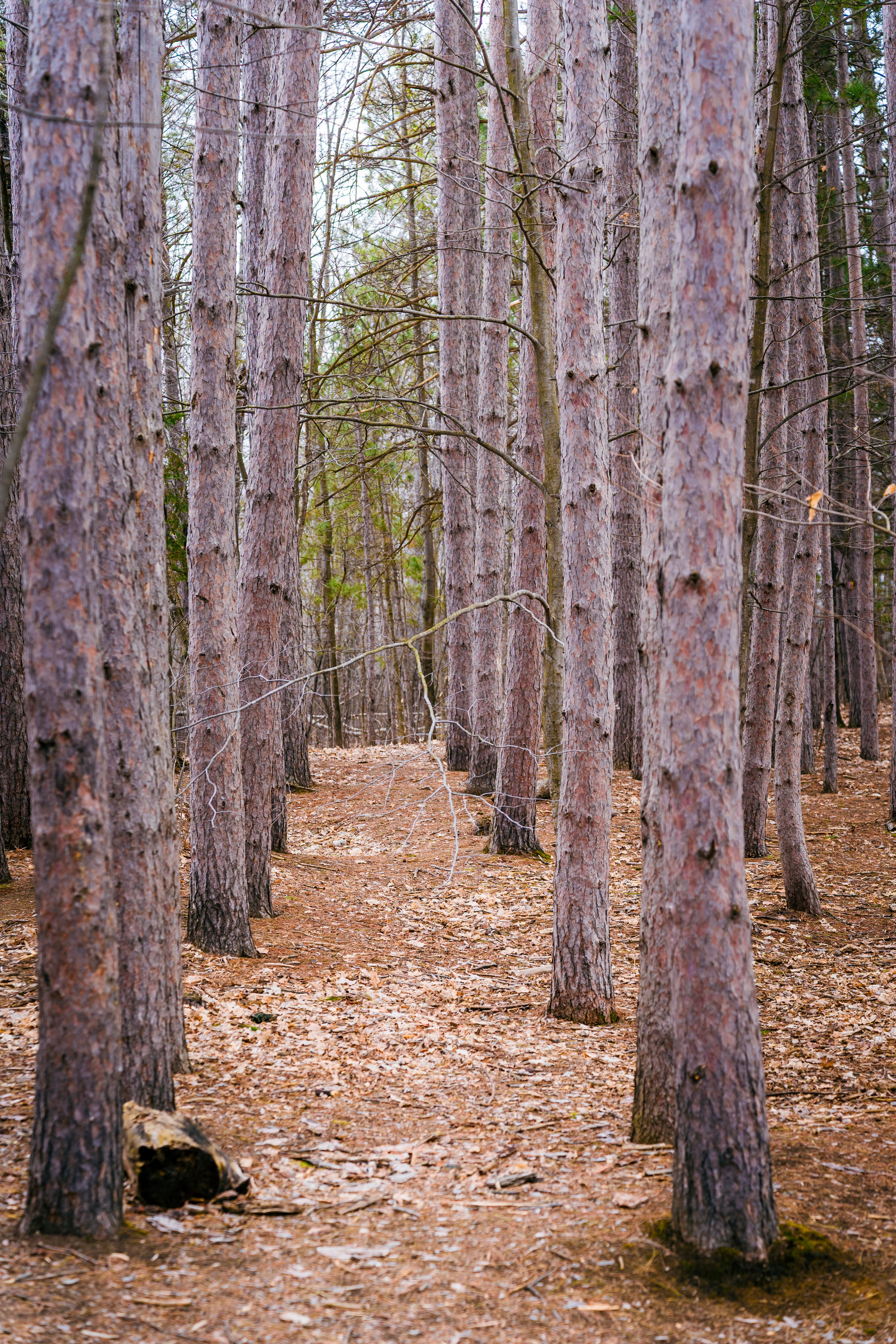 Serene Pathway Through Pine Forest · Free Stock Photo