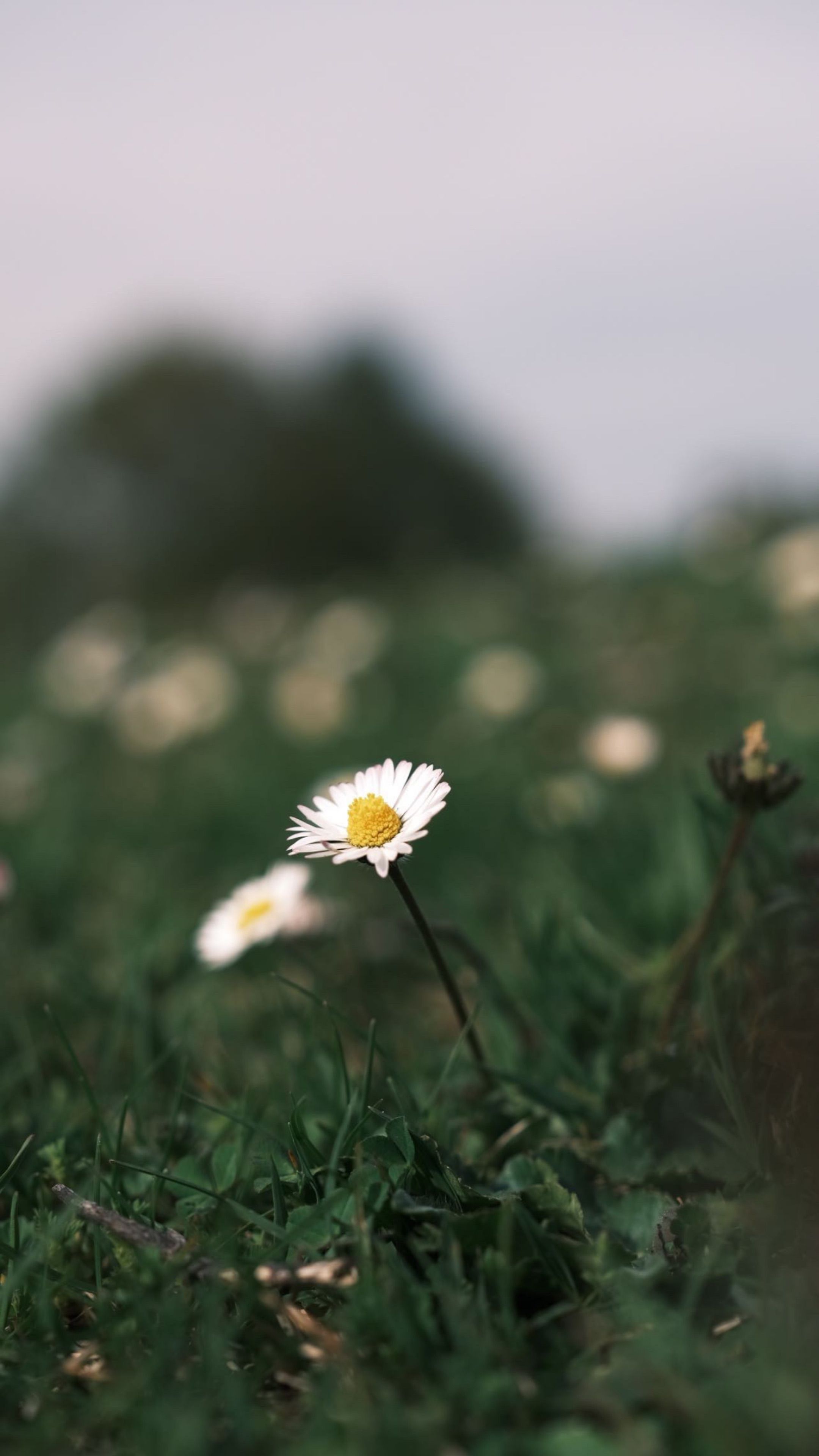 Topo Background Photos, Download The BEST Free Topo Background Stock ...